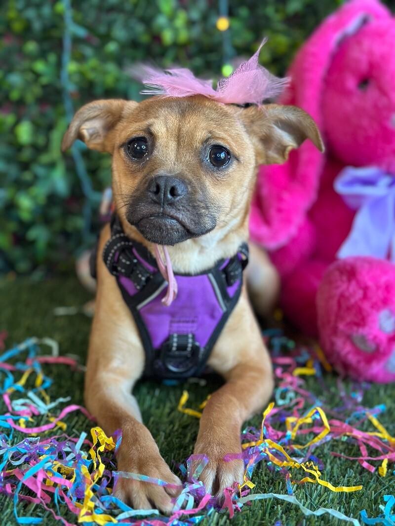 Dog for adoption - Topaz, a Pug & Chihuahua Mix in Reno, NV | Petfinder