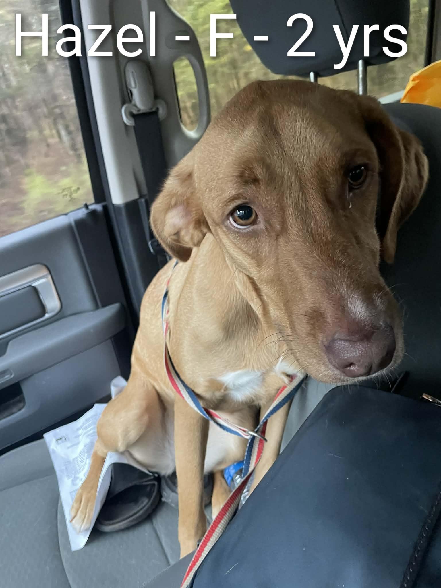 Hazel - Adoptable Pet | Petfinder | Petfinder