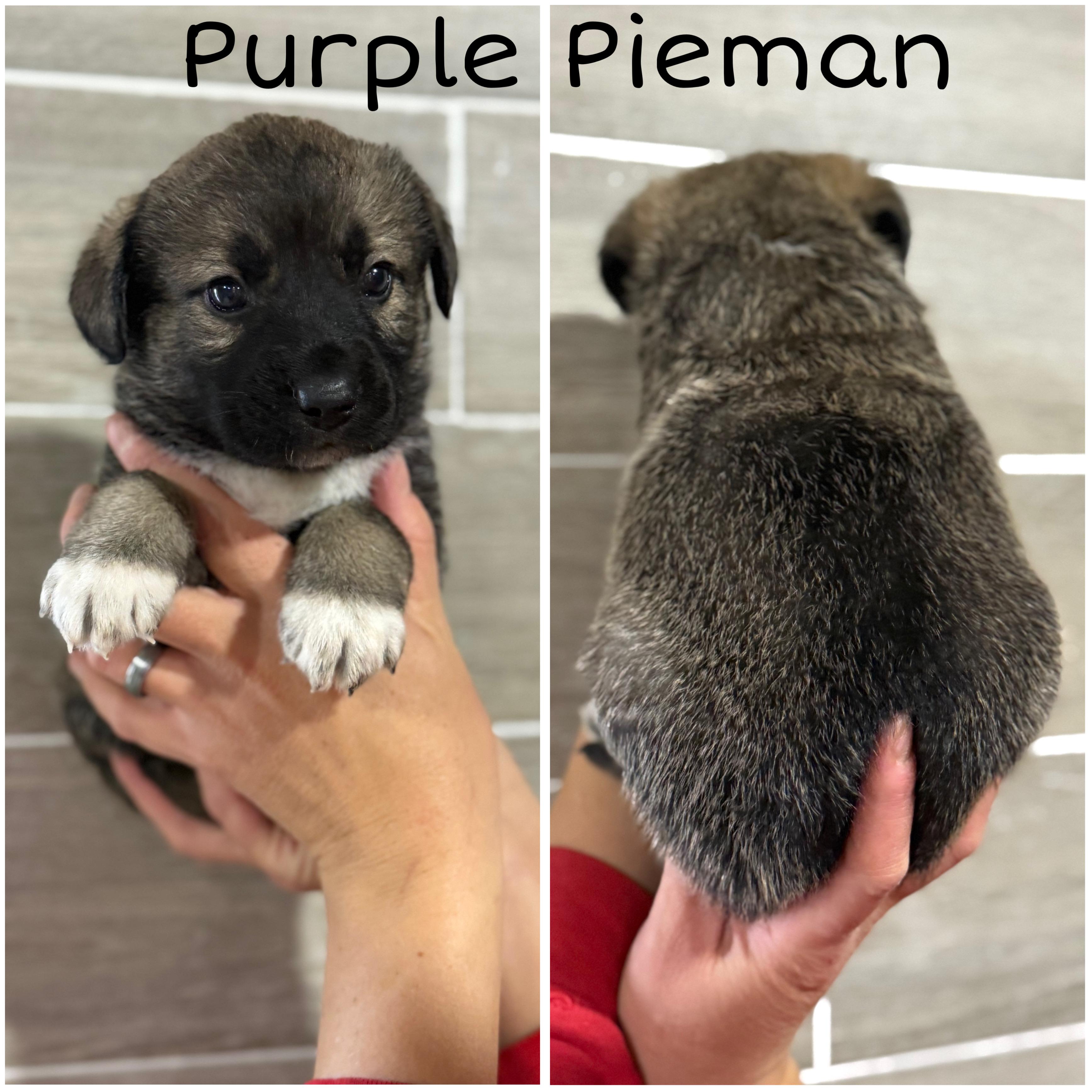 Purple Pieman - Adoptable Pet | Petfinder | Petfinder