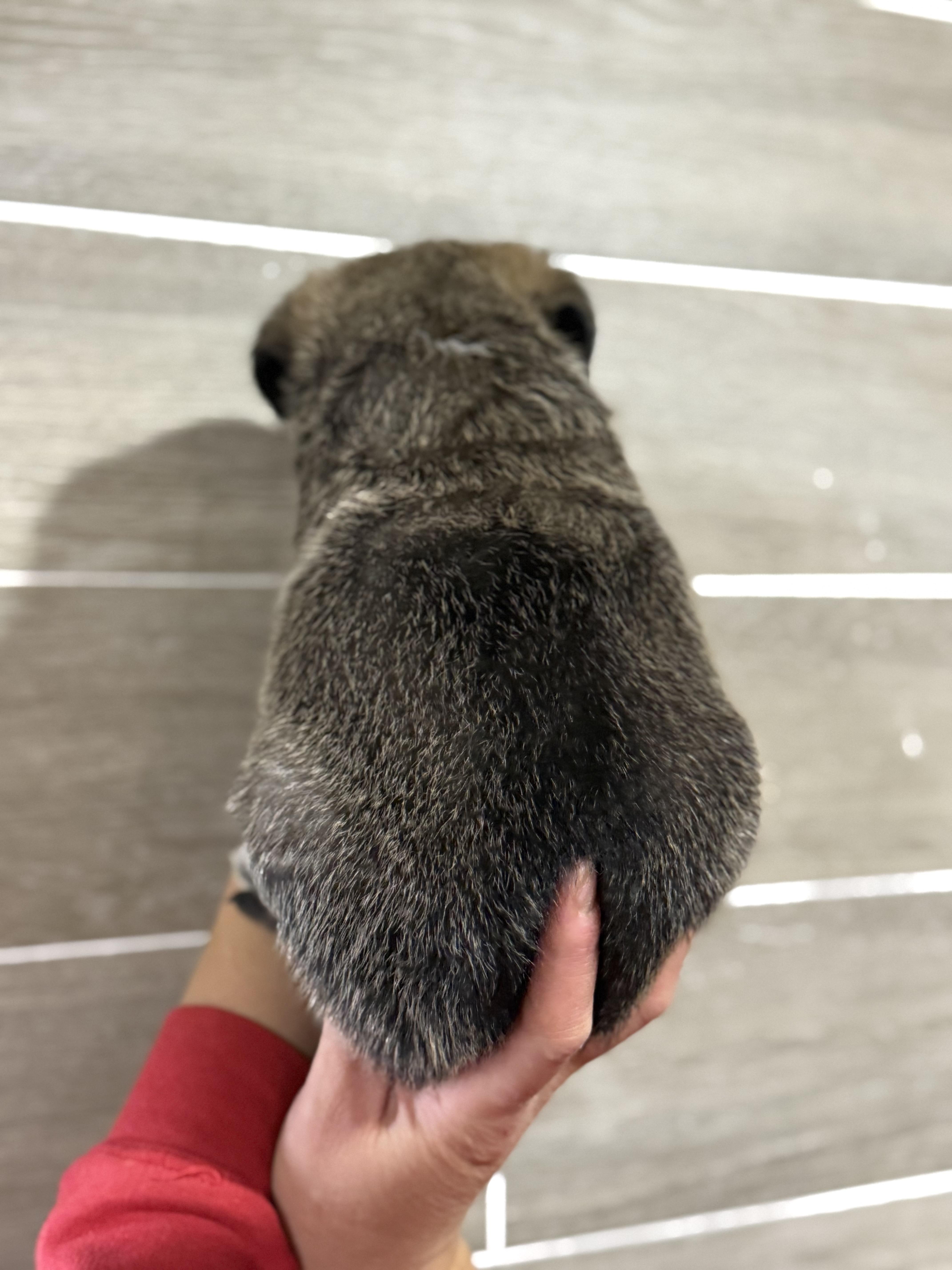 Purple Pieman - Adoptable Pet | Petfinder | Petfinder