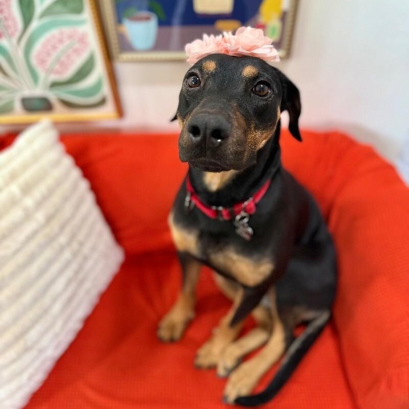 Dog for adoption - Maggie the mini Dobie, a Doberman Pinscher ...