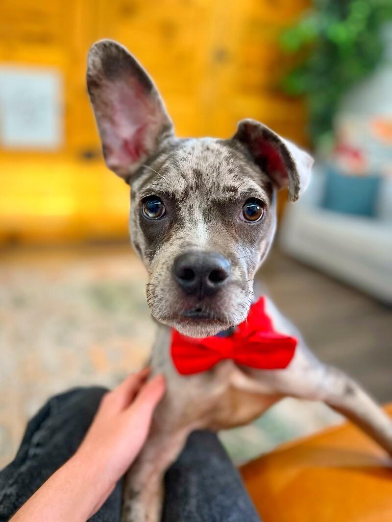 Dog for adoption - Bodie Baby Frenchie Mix, a Pit Bull Terrier & French ...