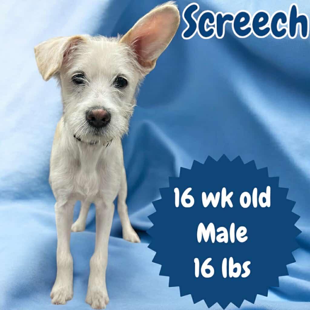 Dog for adoption - Screech, a Miniature Schnauzer Mix in Tylertown, MS ...