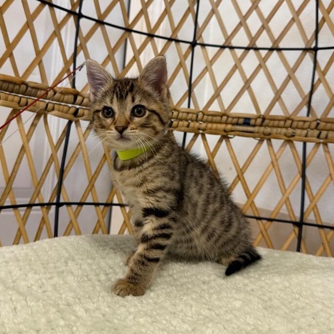 Cat for adoption - Hazel Fluff, a Domestic Short Hair Mix in Delta, BC ...