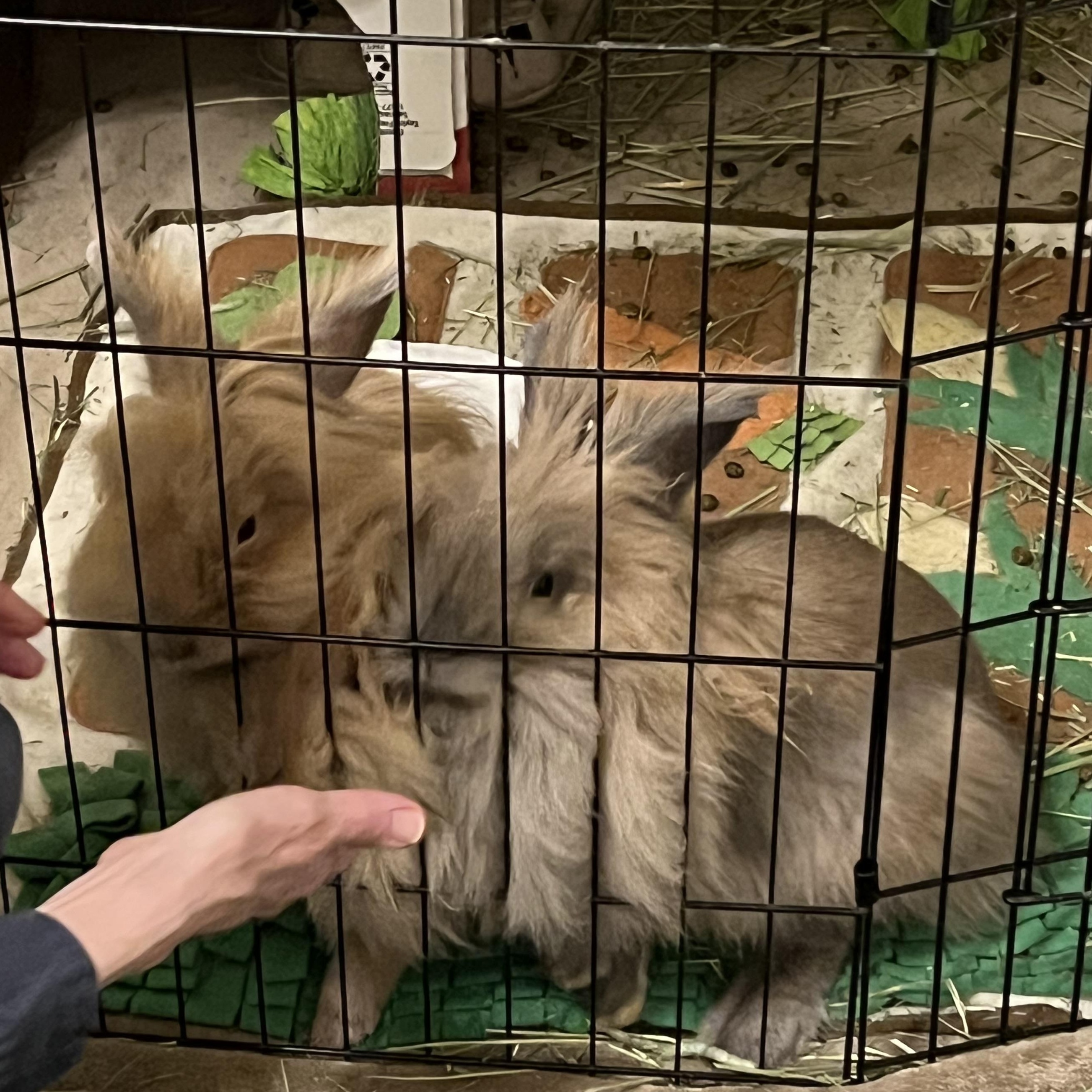 Rabbit for adoption - Farrah & Sabrina - bonded sisters, a Lionhead ...