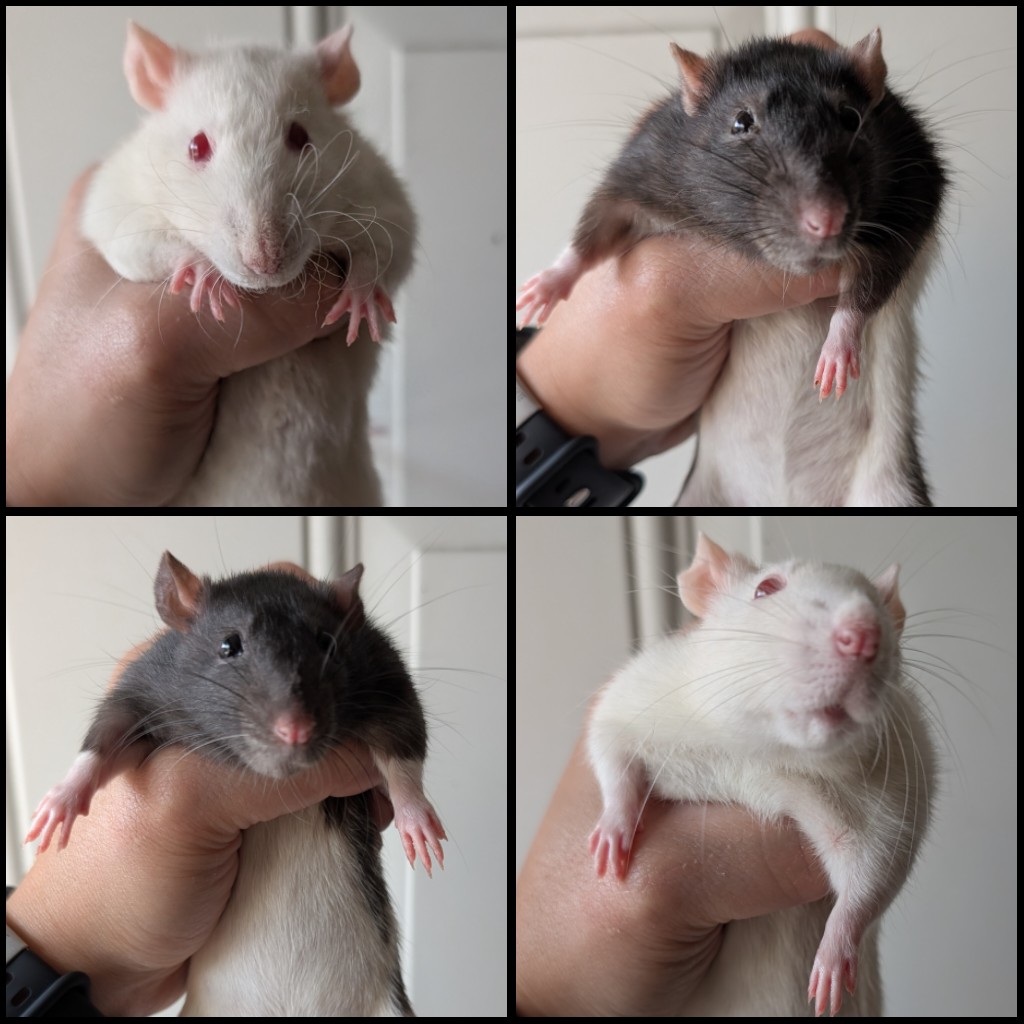 Rat for adoption - Daisy, Pippin, Clover, & Polly, a Rat in Lawndale ...