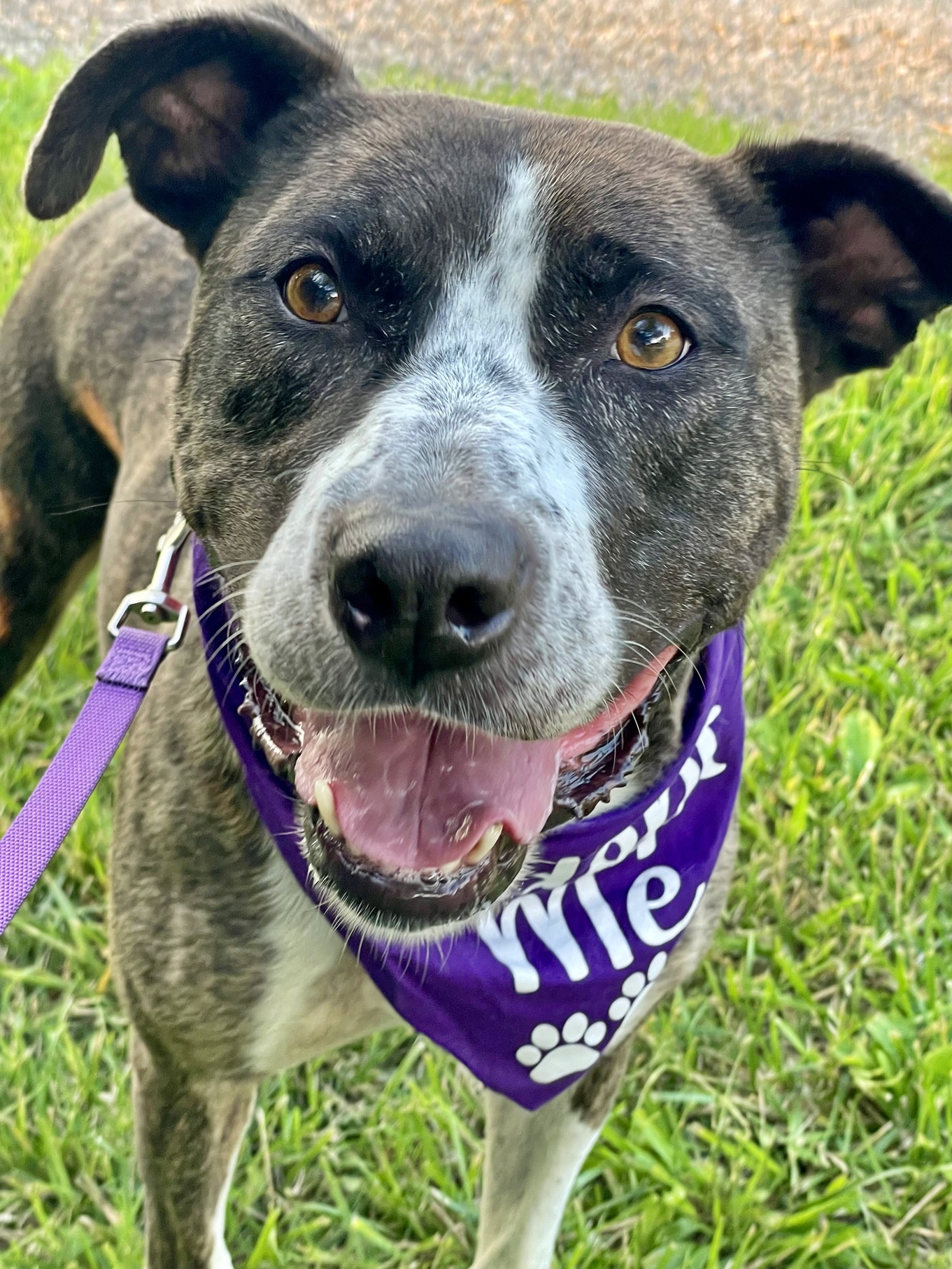 Available Dogs - The A.R.K - Animal Recycling Kennel