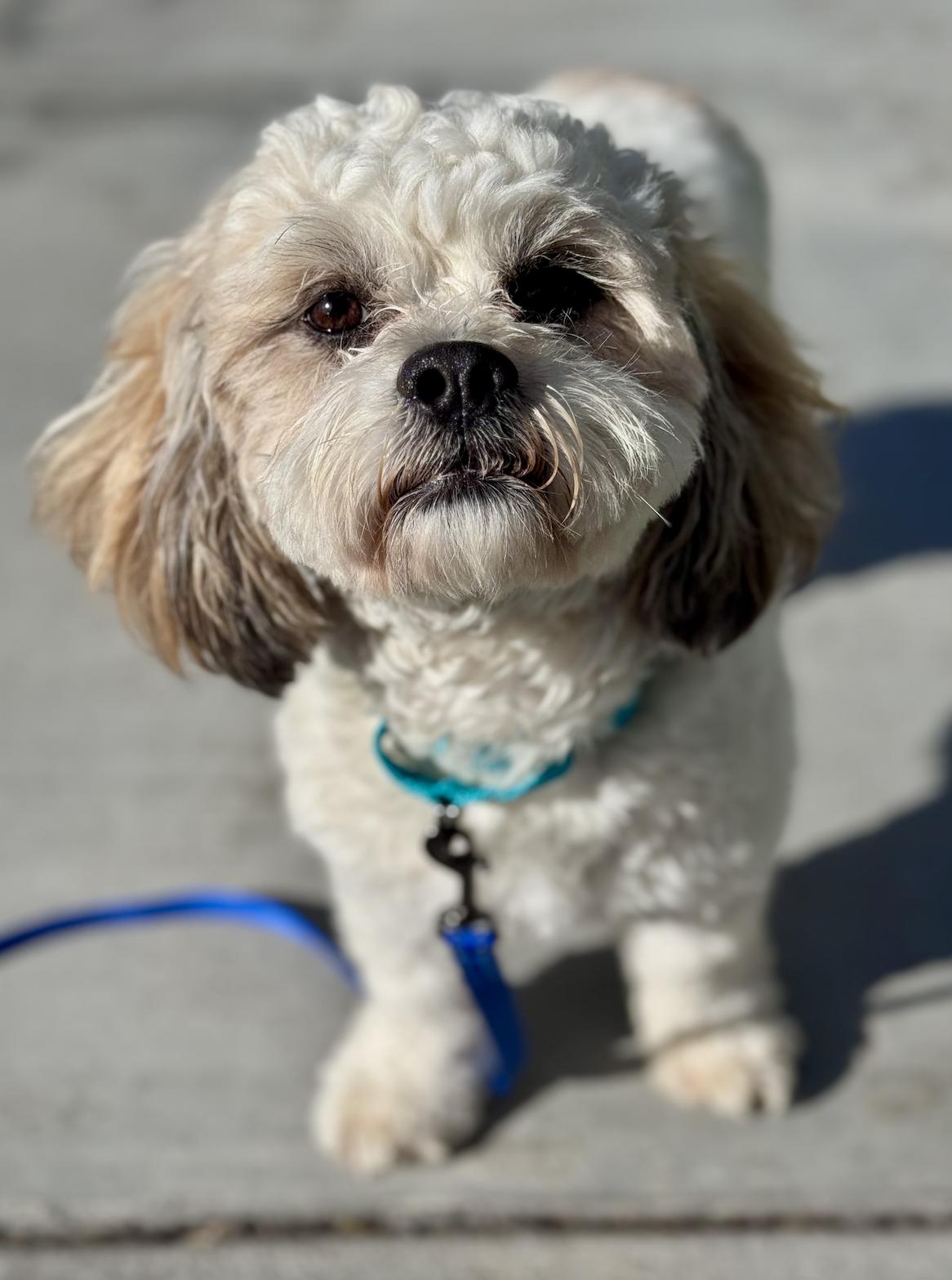 Dog for adoption - Pierre, a Poodle & Lhasa Apso Mix in Newport Beach ...