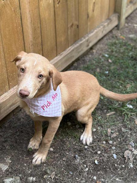 Dog for adoption - Claire, a Mixed Breed in Harrisburg, PA | Petfinder