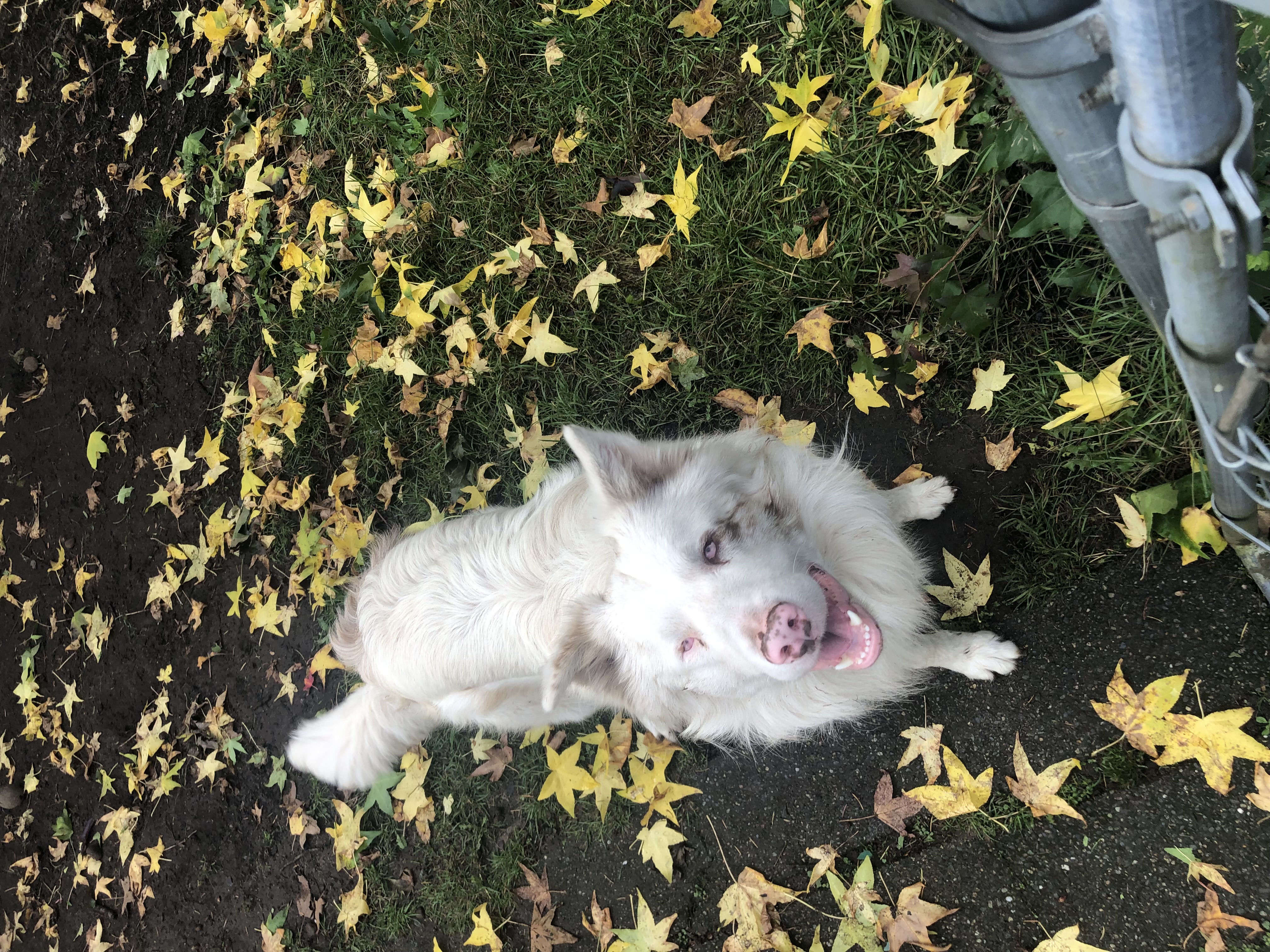 Dog for adoption - Winston, a Collie Mix in McKenna, WA | Petfinder