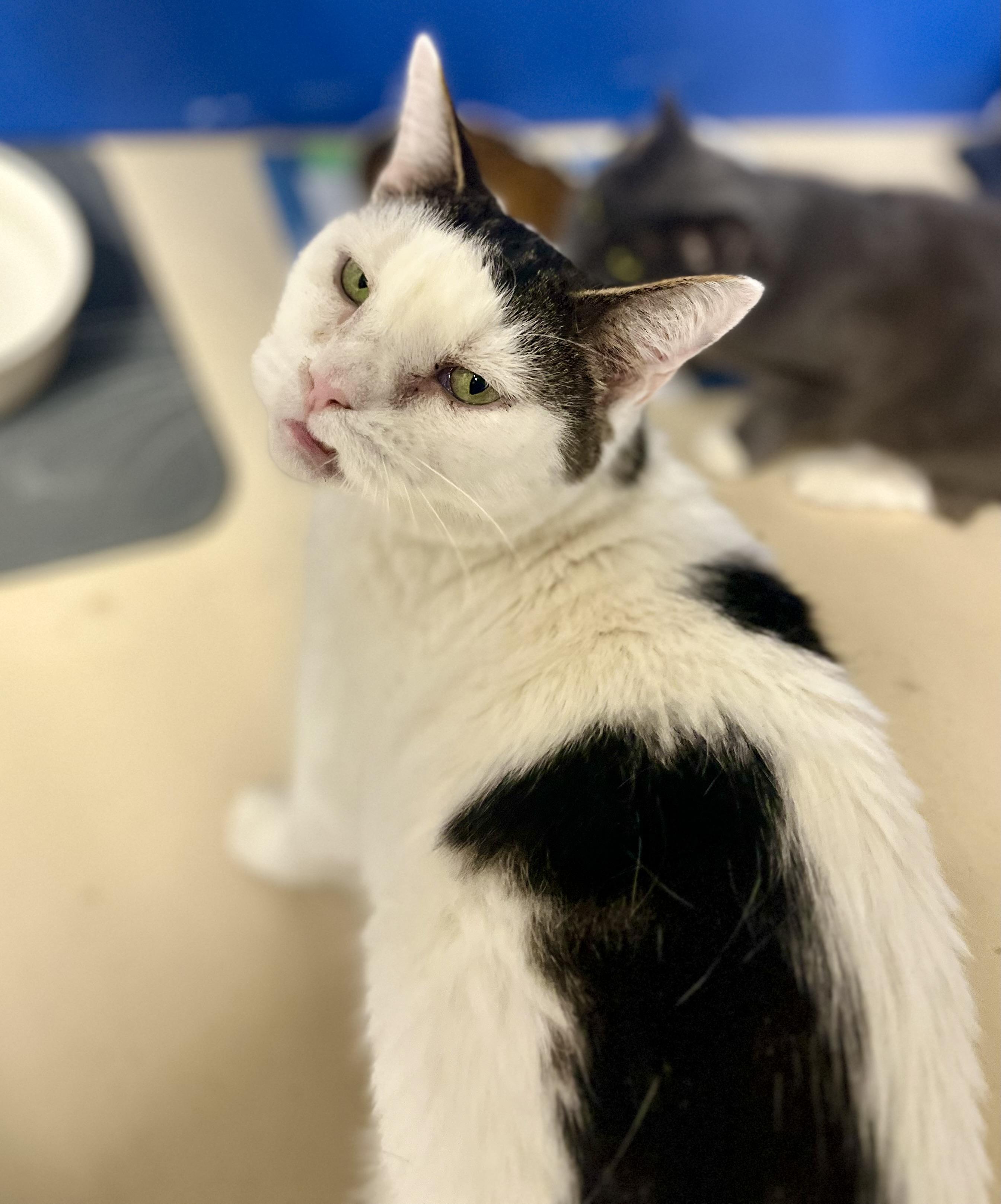 Cat for adoption - Rancher, a Domestic Short Hair in Seville, OH ...