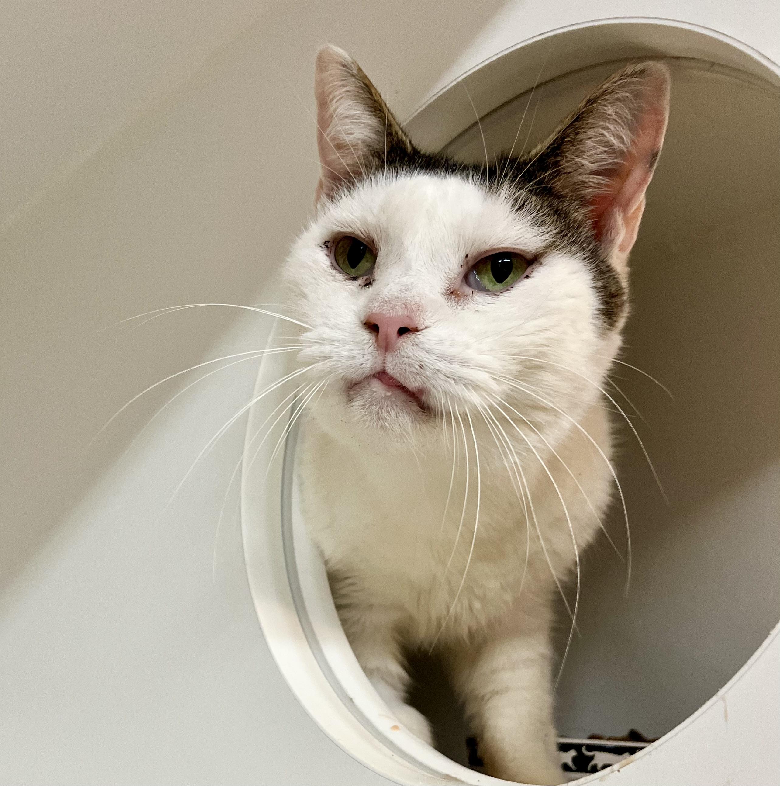 Cat for adoption - Rancher, a Domestic Short Hair in Seville, OH ...