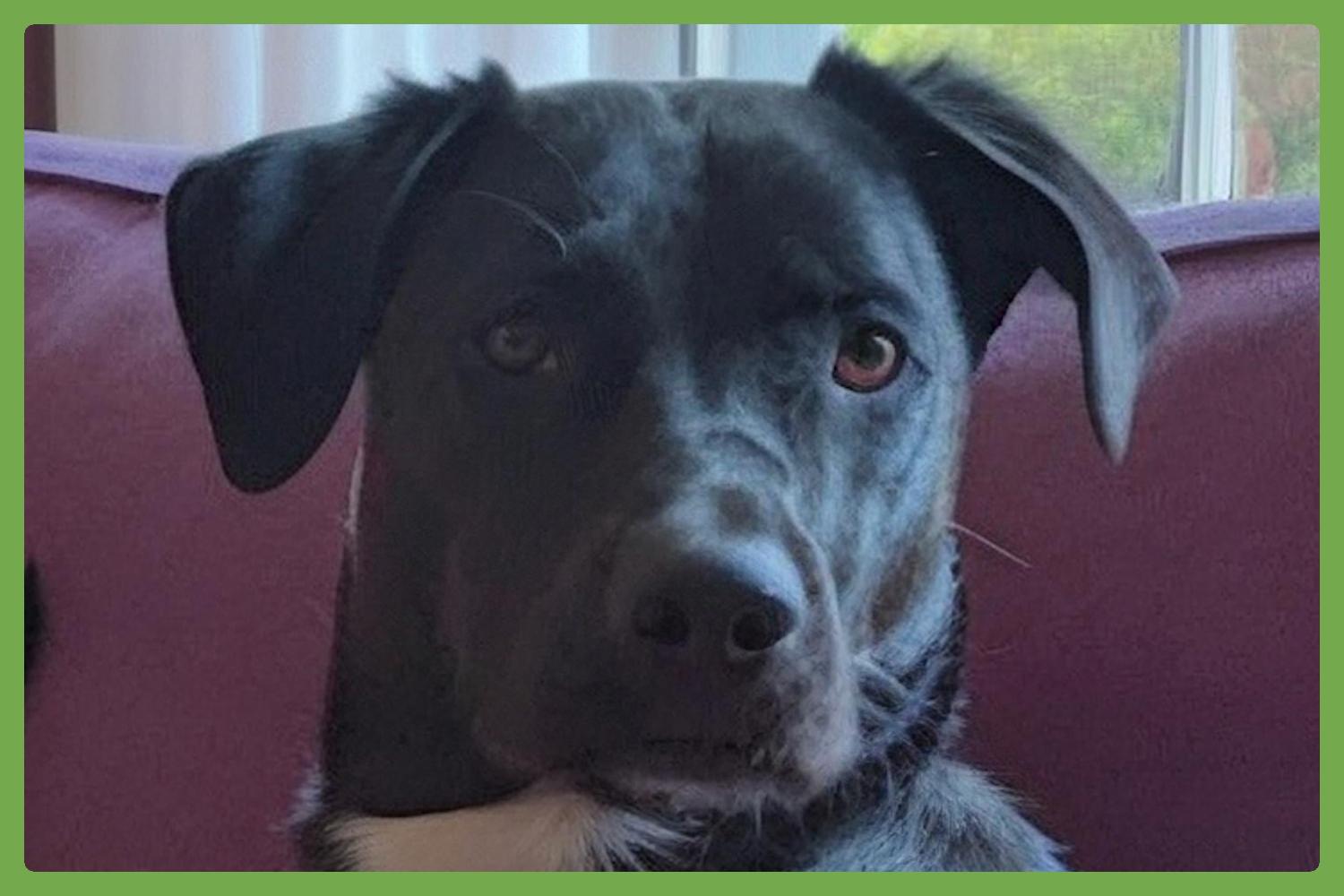 Dog for adoption - Sonia, a Labrador Retriever & Great Dane Mix in ...