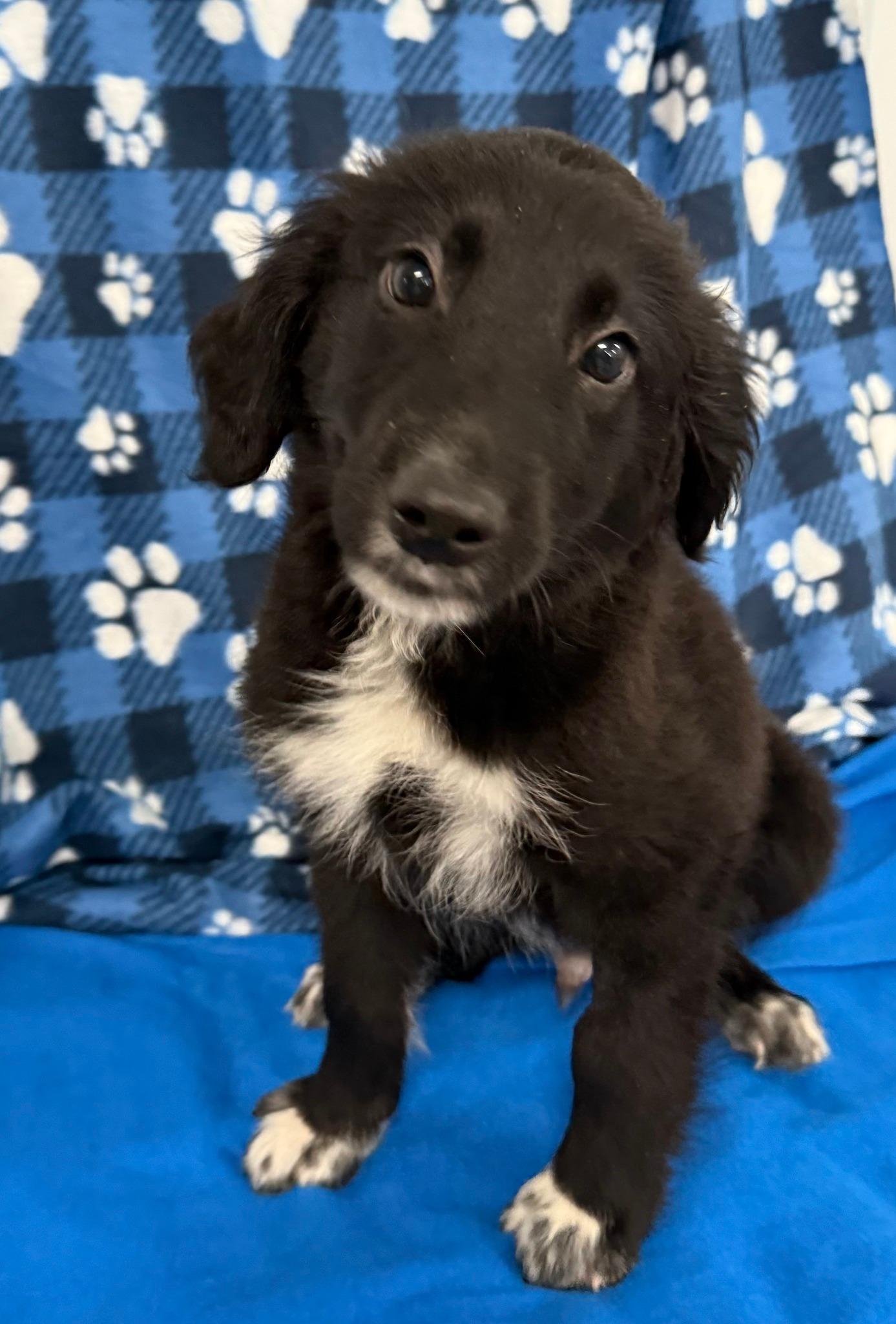 Dog for adoption - Artie, a Border Collie & Labrador Retriever Mix in East Sparta, OH | Petfinder