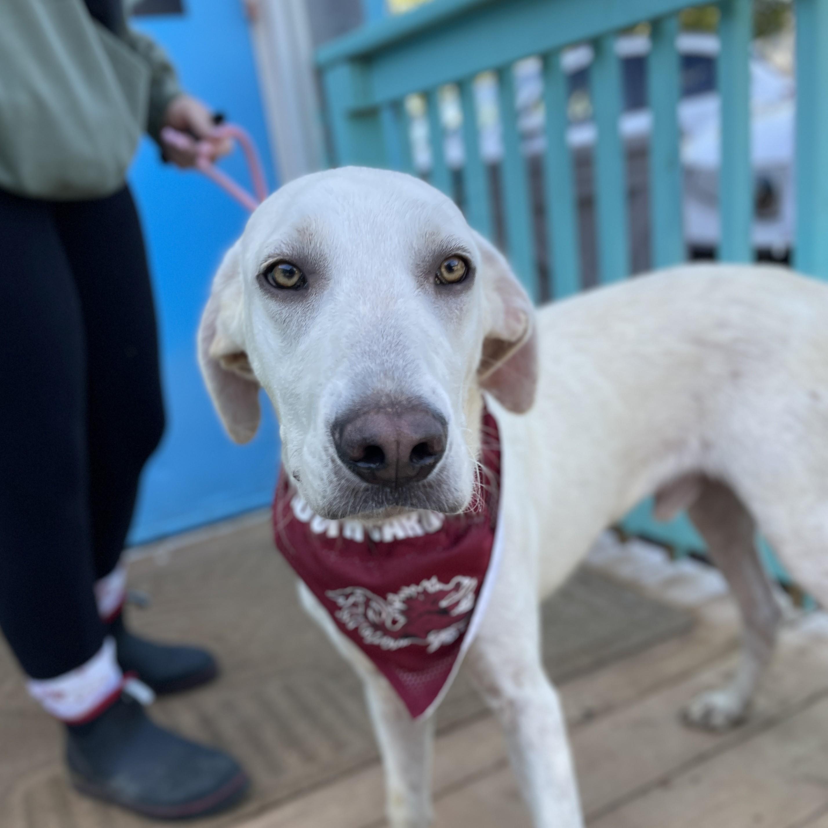 Dog for adoption - Tuffet, a Labrador Retriever Mix in Northwood, NH ...