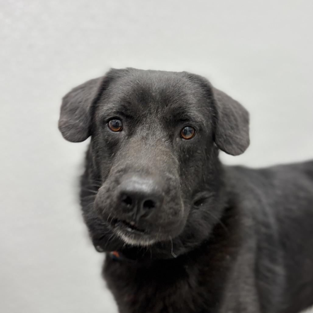 Dog for adoption - Rex, a Labrador Retriever & Border Collie Mix in ...