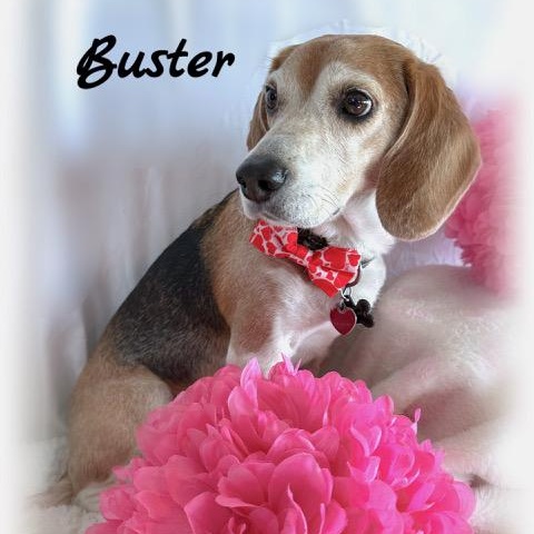 Dog for adoption - Buster, a Beagle in Tulsa, OK | Petfinder