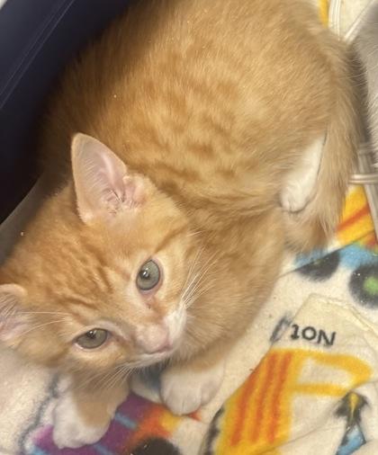 Cat for adoption - Suds, a Domestic Medium Hair Mix in Sacramento, CA ...