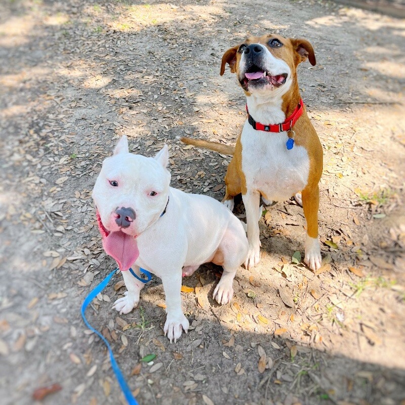 Dog for adoption - Hector Zeroni the happy hoppy goofy goober, a Dogo ...