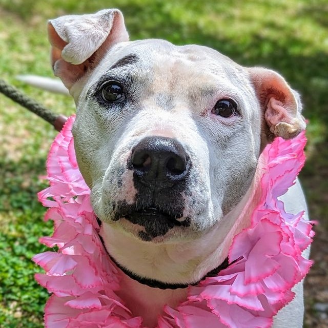 Adopt a Dog - Charles Smithgall Humane Society Charles Smithgall Humane ...