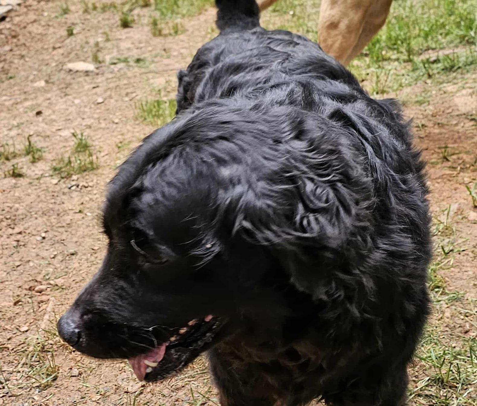 Dog for adoption - Bear, a Newfoundland Dog Mix in Clover, SC | Petfinder