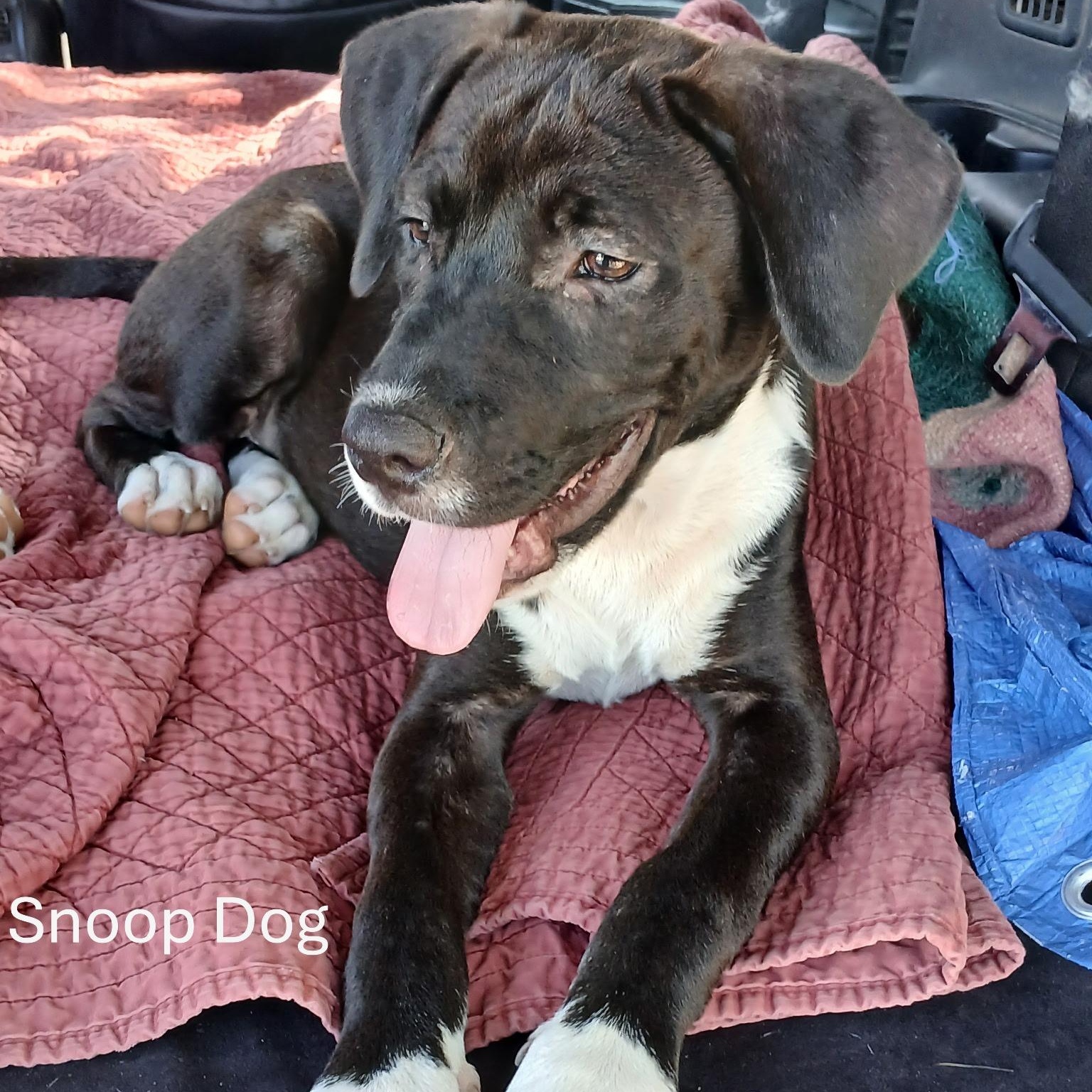 Dog for adoption - Snoop Dog, Juan Carlos, Freckles, & Luna Luz, a ...