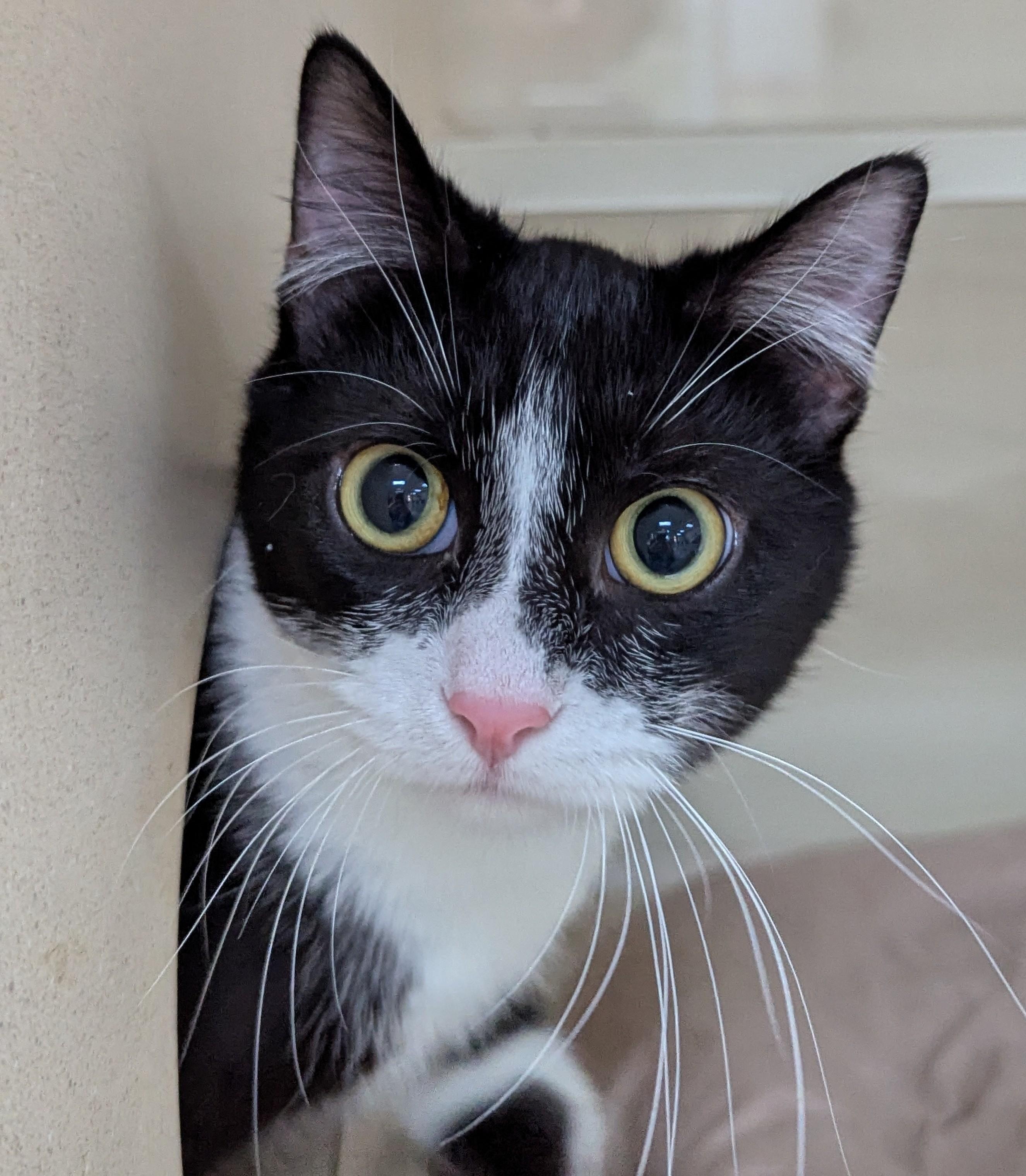 Cat for adoption - Herbie, a Domestic Short Hair in Decatur, IL | Petfinder