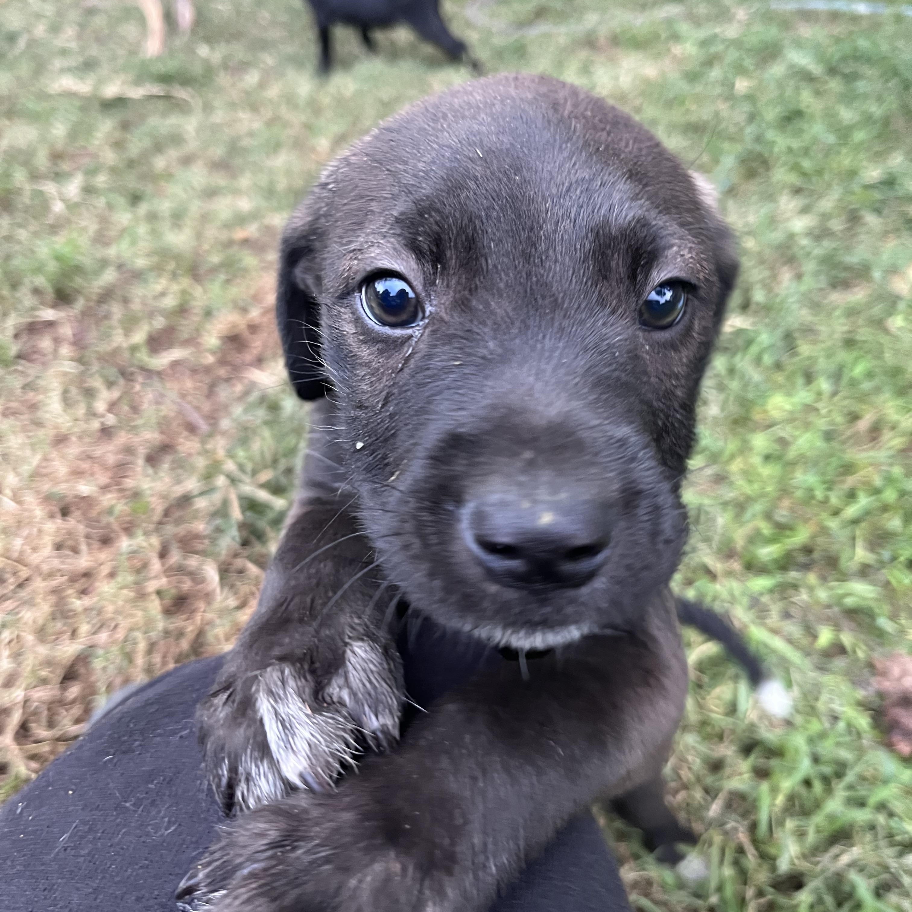 Dog for adoption - Mr. Handsome, a Black Labrador Retriever & Poodle ...