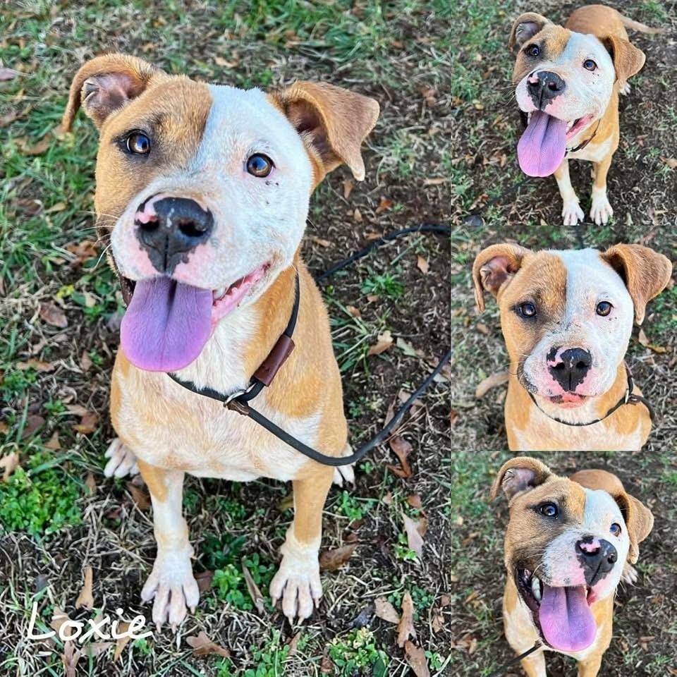Dog for adoption - Loxie, a Pit Bull Terrier & American Staffordshire ...