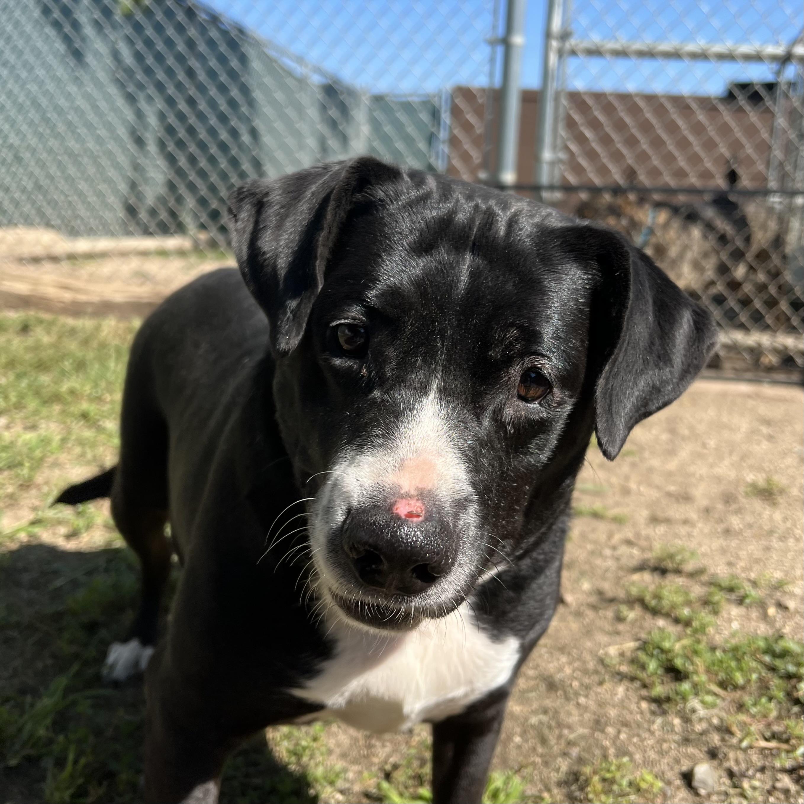 Dog for adoption - Shylo - Sponsored by Waters Edge Fairmont, a Black ...