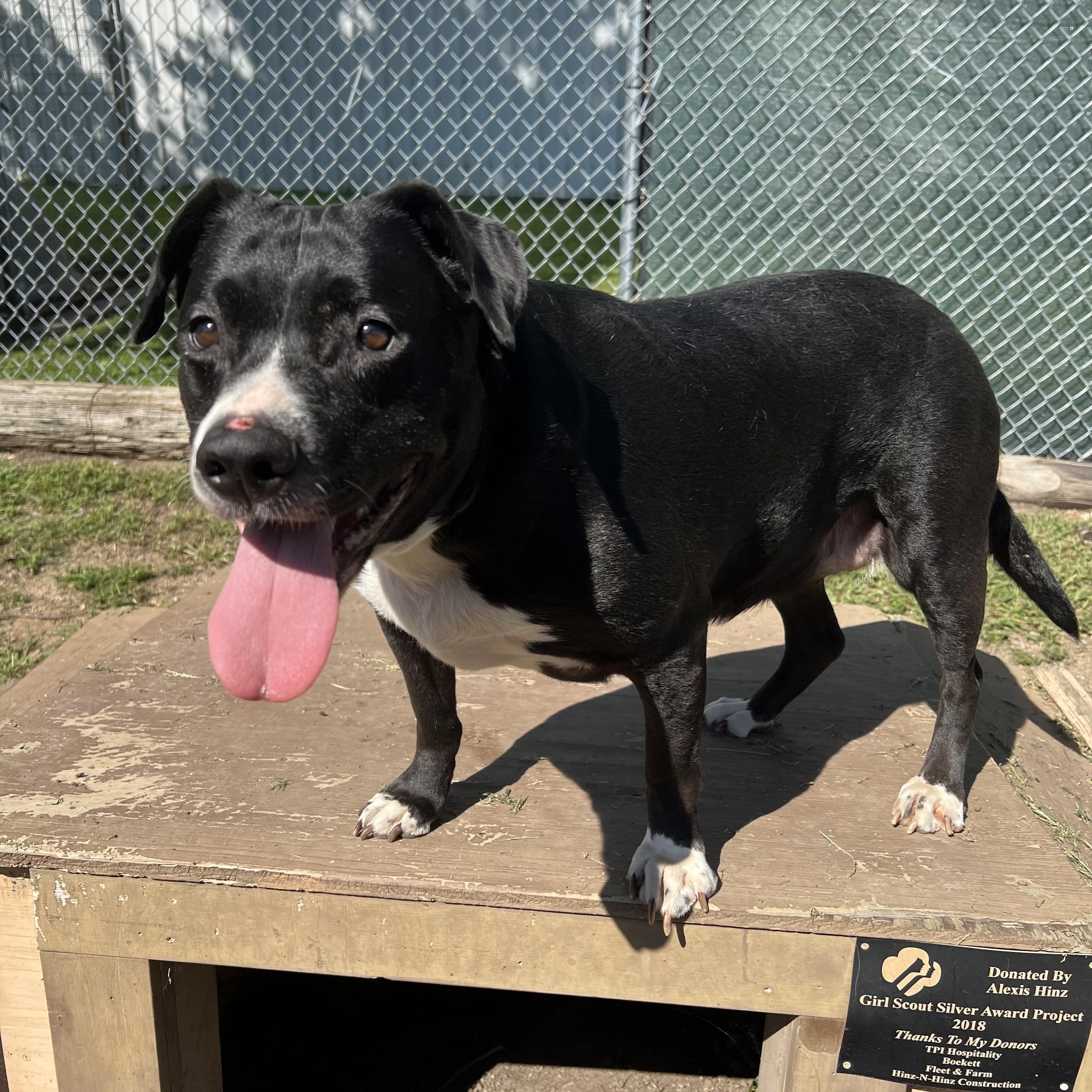 Dog for adoption - Shylo - Sponsored by Waters Edge Fairmont, a Black ...