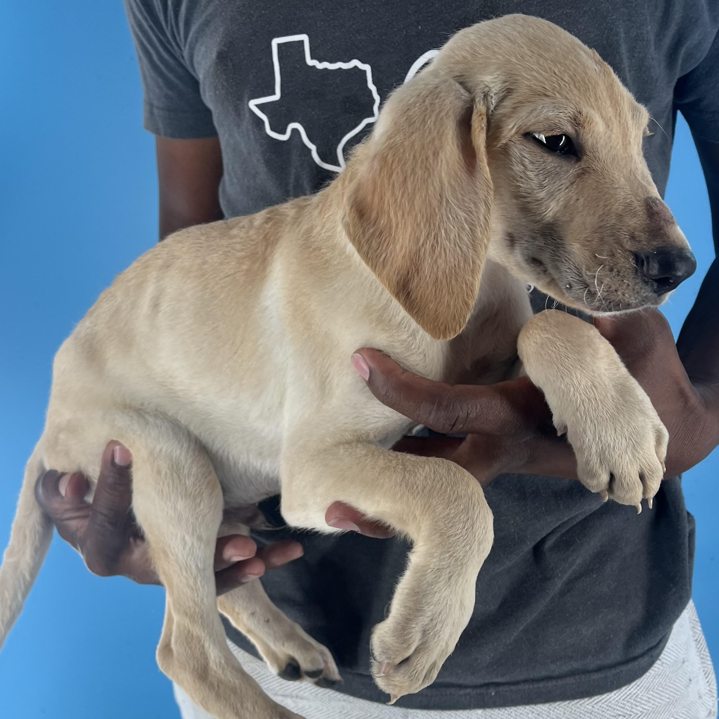 Dog for adoption - Buckley - Local July 25-27, an Aussiedoodle & Yellow ...