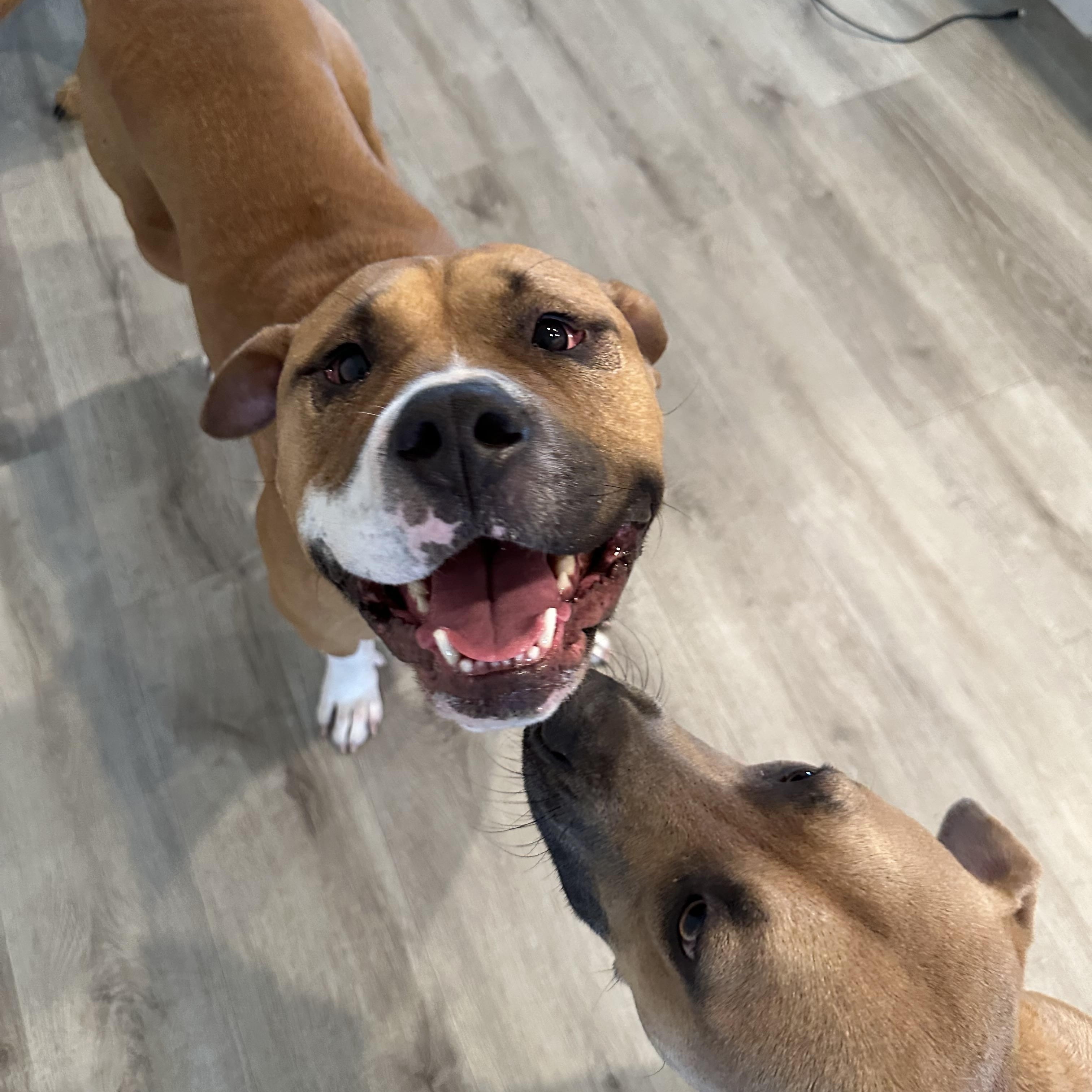 Dog for adoption - Buddy, an American Staffordshire Terrier & Bulldog Mix in White River ...