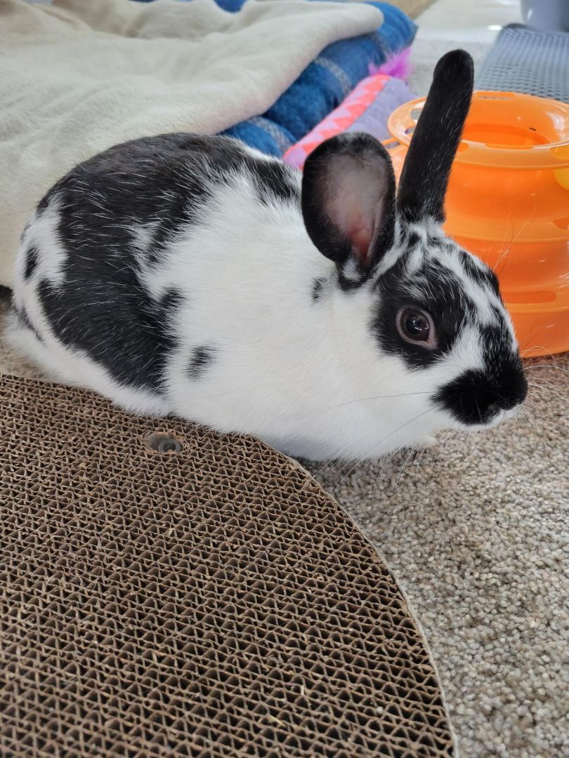 Rabbit for adoption - Chapman, an English Spot in Lake Elsinore, CA ...