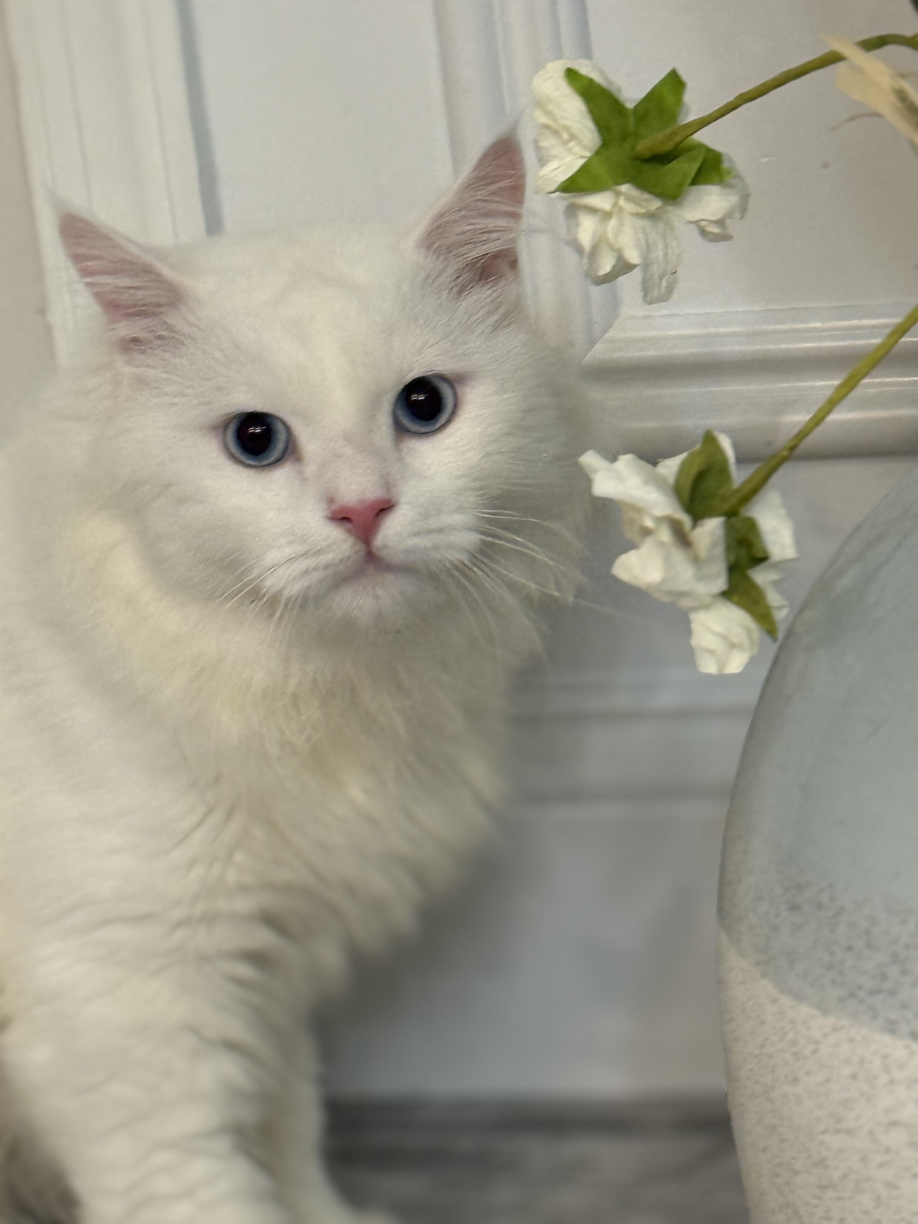 Cat for adoption - Marshmallow, a Persian in Old Bridge, NJ | Petfinder