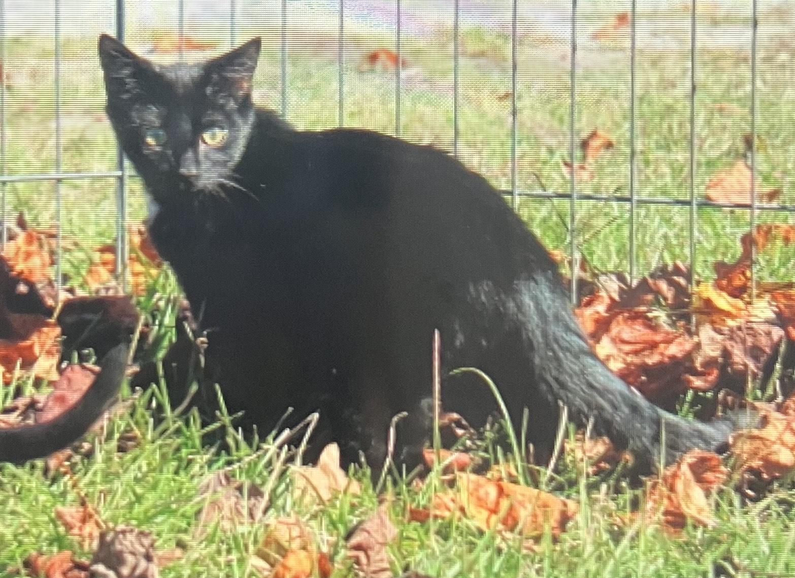 Cat for adoption - Ron Weasley, a Domestic Short Hair in Southern Pines ...