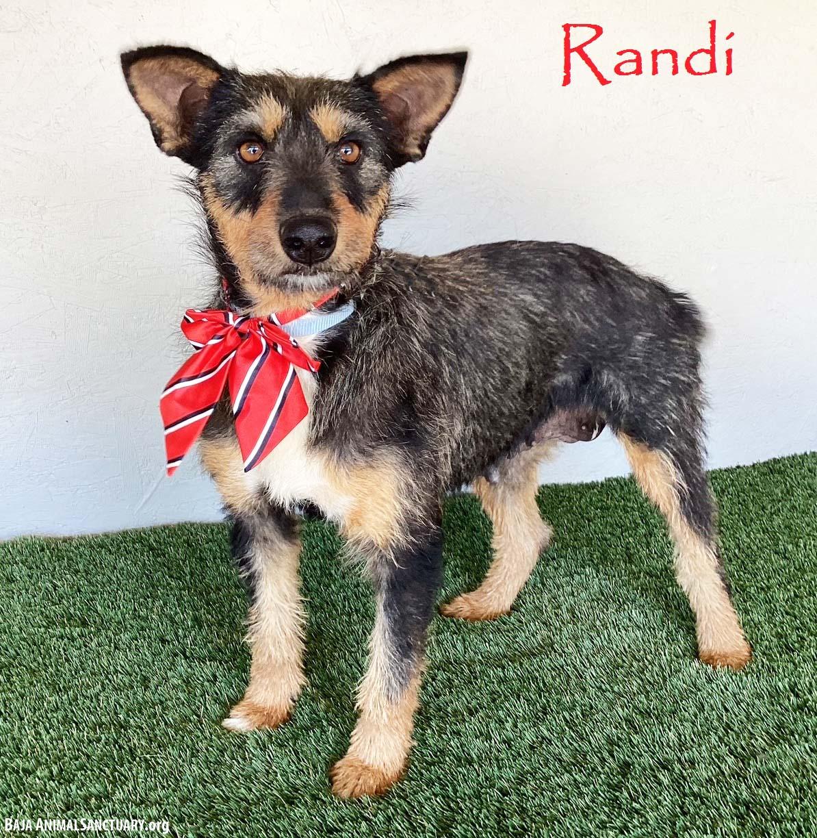 Dog for adoption - Randi, a Terrier Mix in San Diego, CA | Petfinder