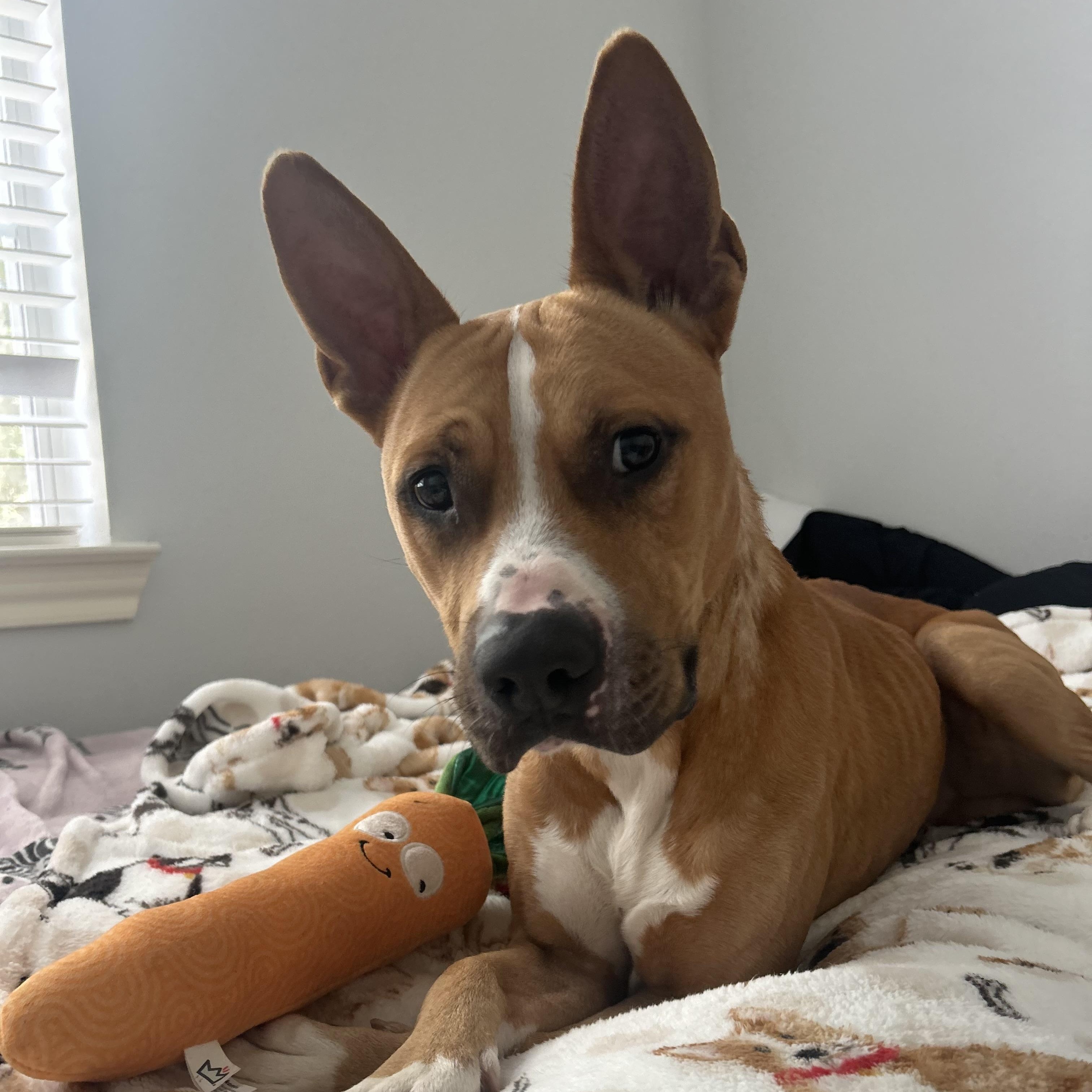 Dog for adoption - Batman, a Pit Bull Terrier Mix in Atlanta, GA ...