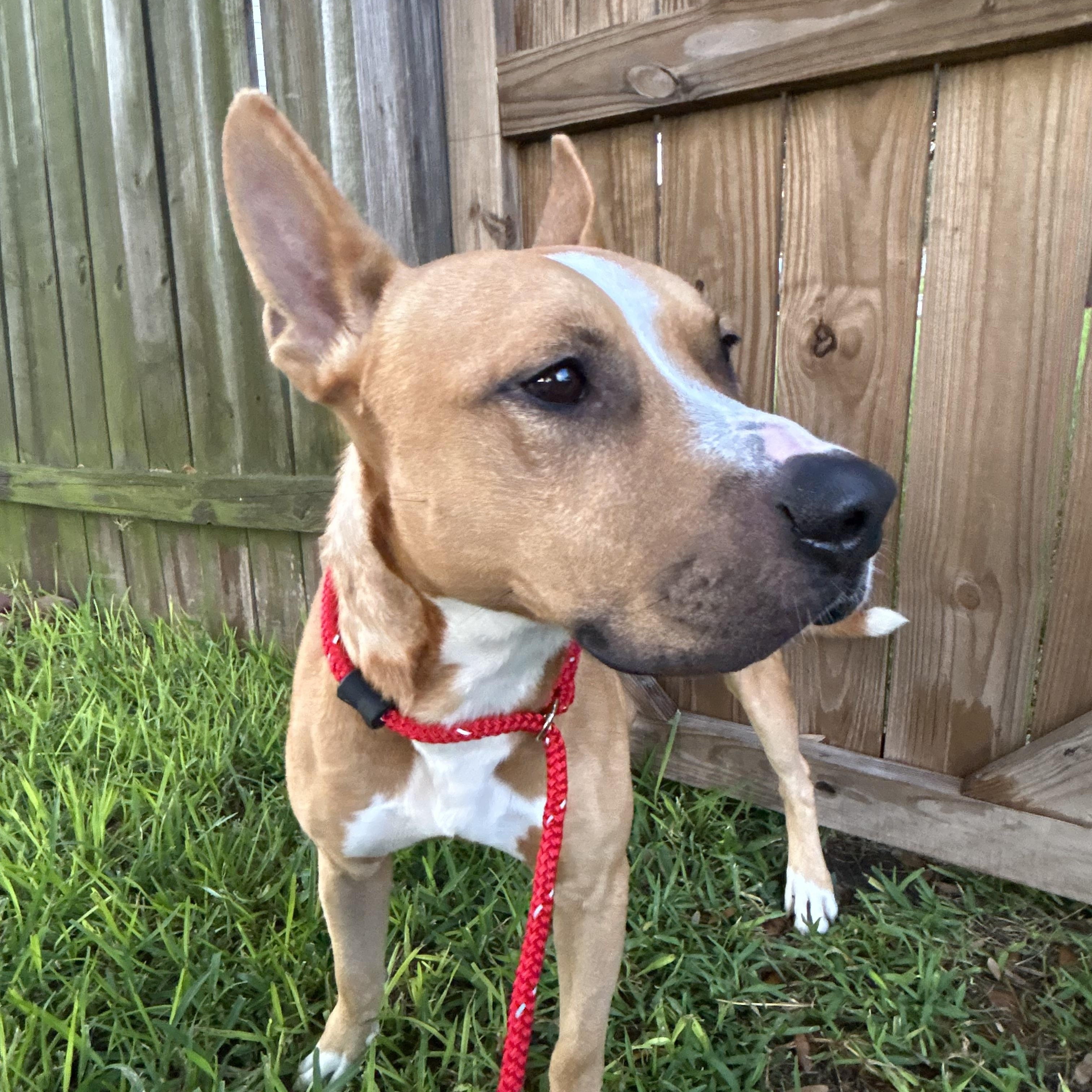 Dog for adoption - Batman, a Pit Bull Terrier Mix in Atlanta, GA ...