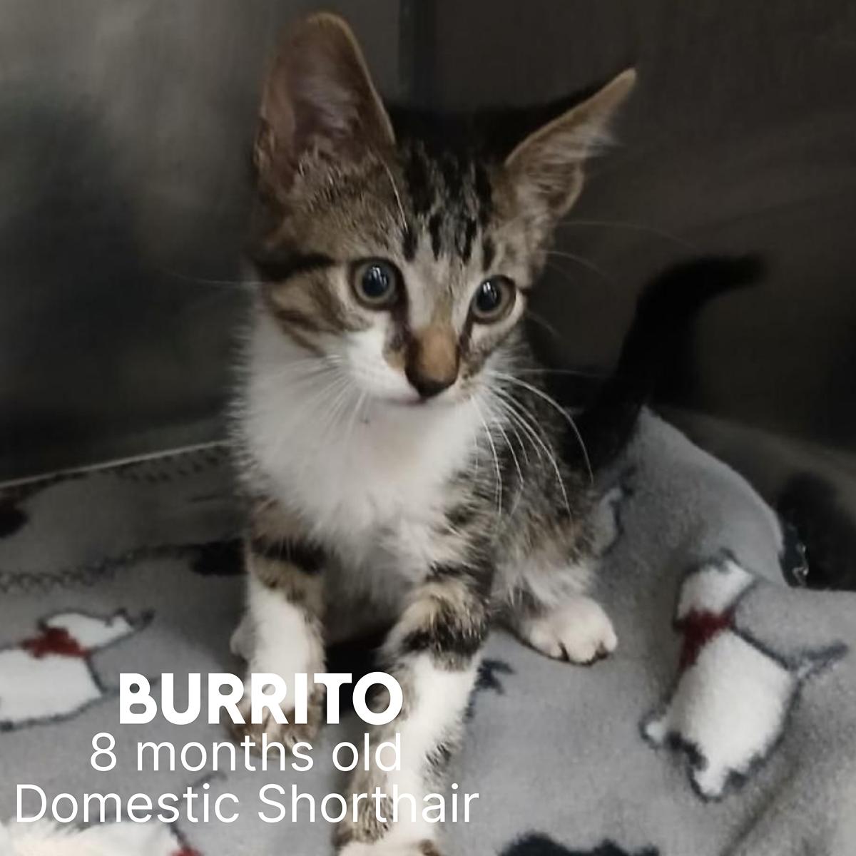 Cat for adoption - Burrito, a Domestic Short Hair in Fort Pierce, FL ...