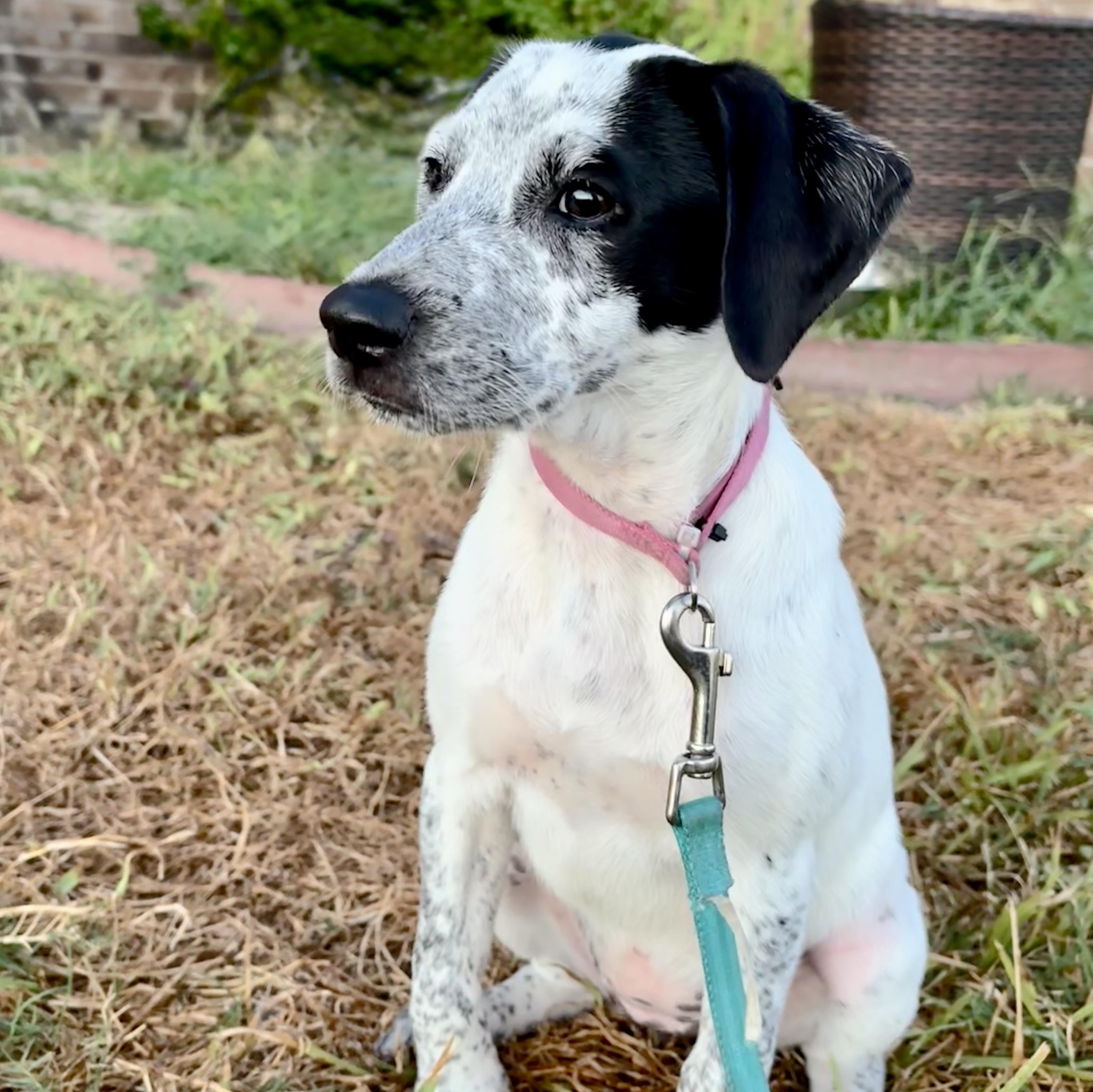 Dog for adoption - Dottie, a German Shorthaired Pointer & Terrier Mix ...