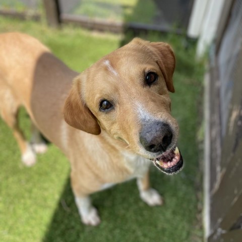 Dog for adoption - Old Yeller, a Golden Retriever & Labrador Retriever ...