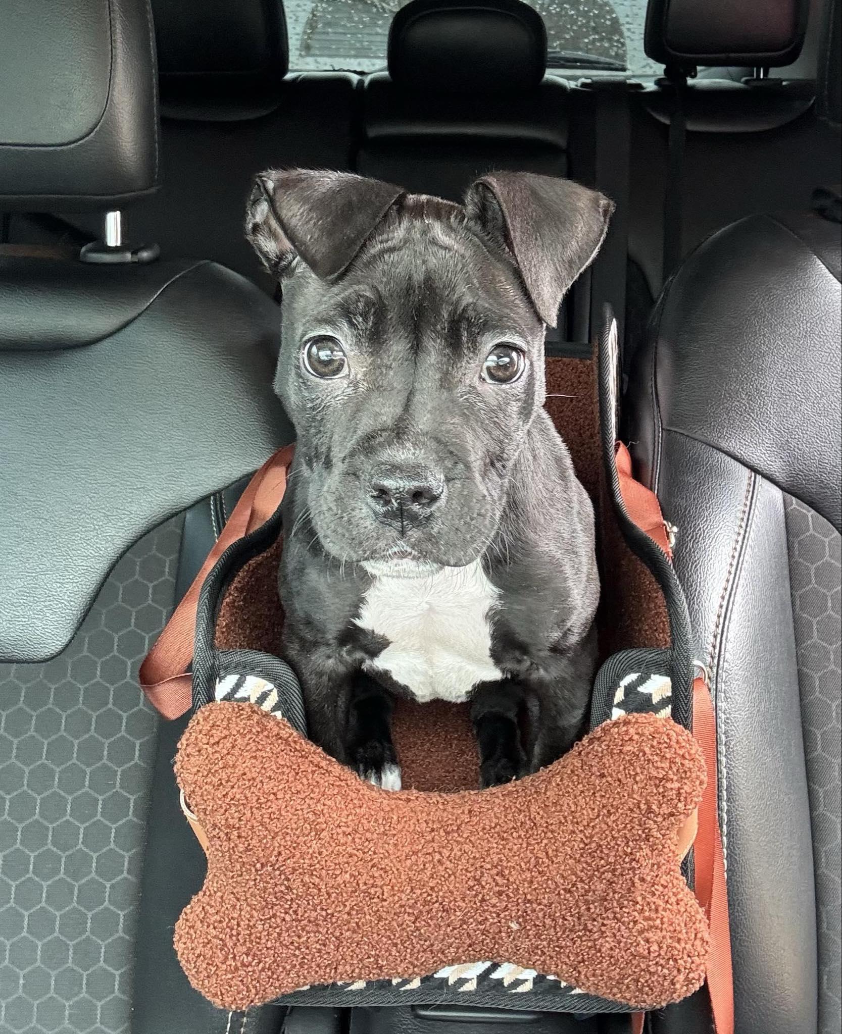 Dog for adoption - Zuri, a Boxer & American Staffordshire Terrier Mix ...