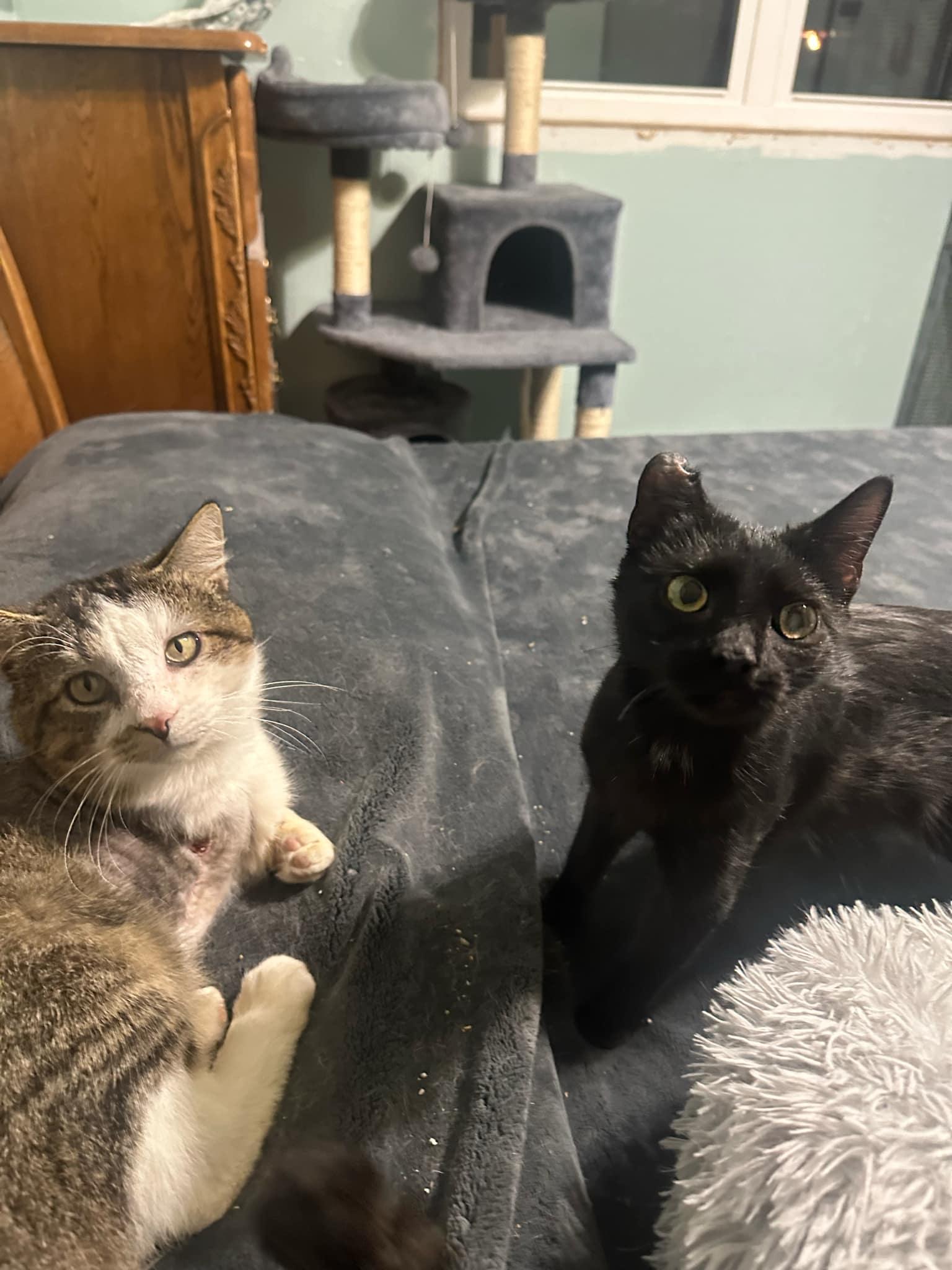 Cat for adoption - TRAPPER & NILLY, a Bombay & Domestic Short Hair Mix ...