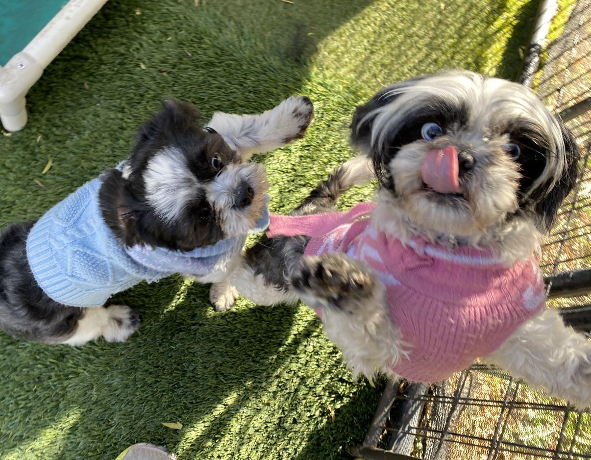 Cabo - Adoptable Pet | Petfinder | Petfinder