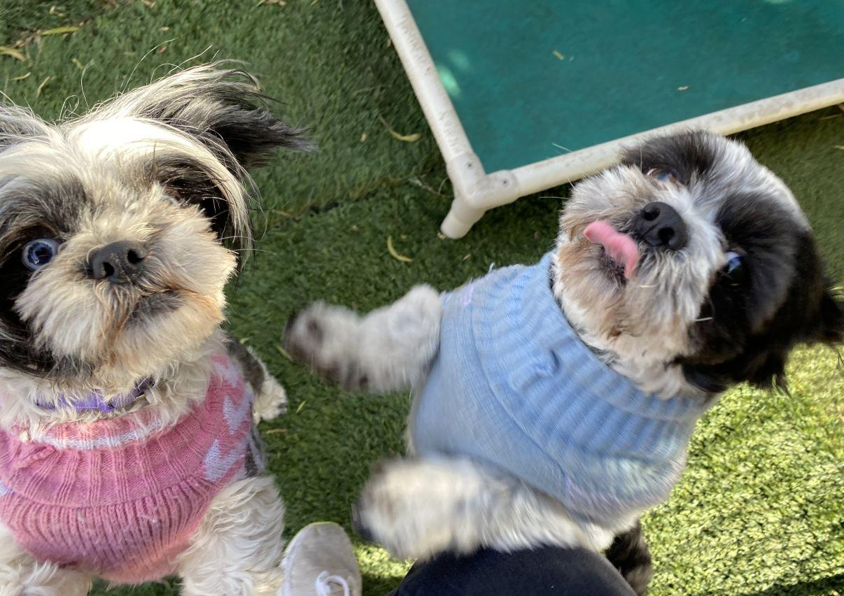 Cabo - Adoptable Pet | Petfinder | Petfinder