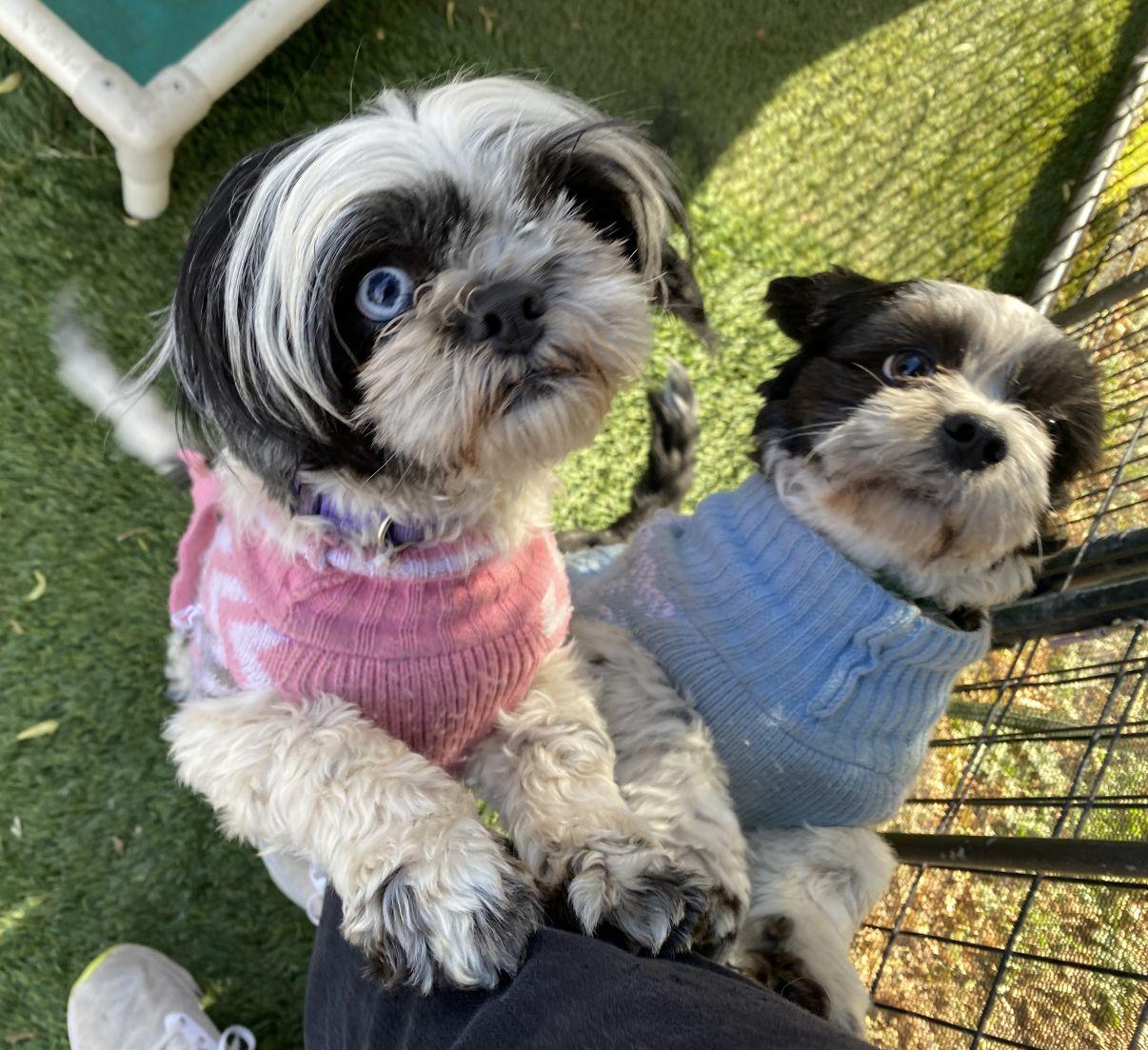 Cabo - Adoptable Pet | Petfinder | Petfinder