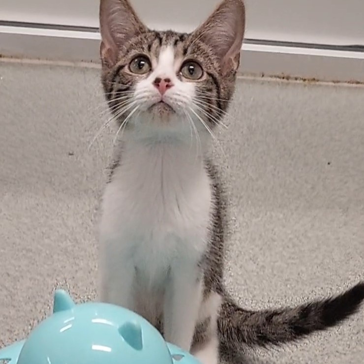 Cat for adoption - Bart, a Domestic Short Hair in Randleman, NC | Petfinder