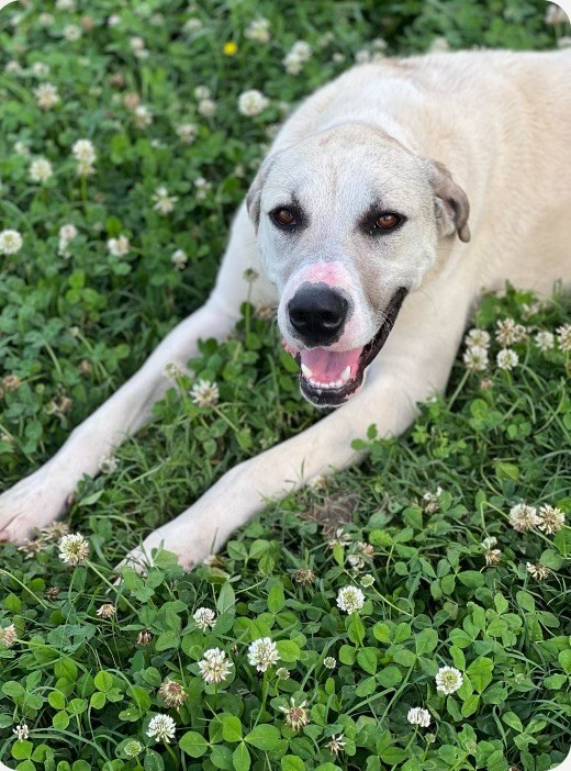 Dog for adoption - Pie, a Great Dane Mix in Frederick, MD | Petfinder