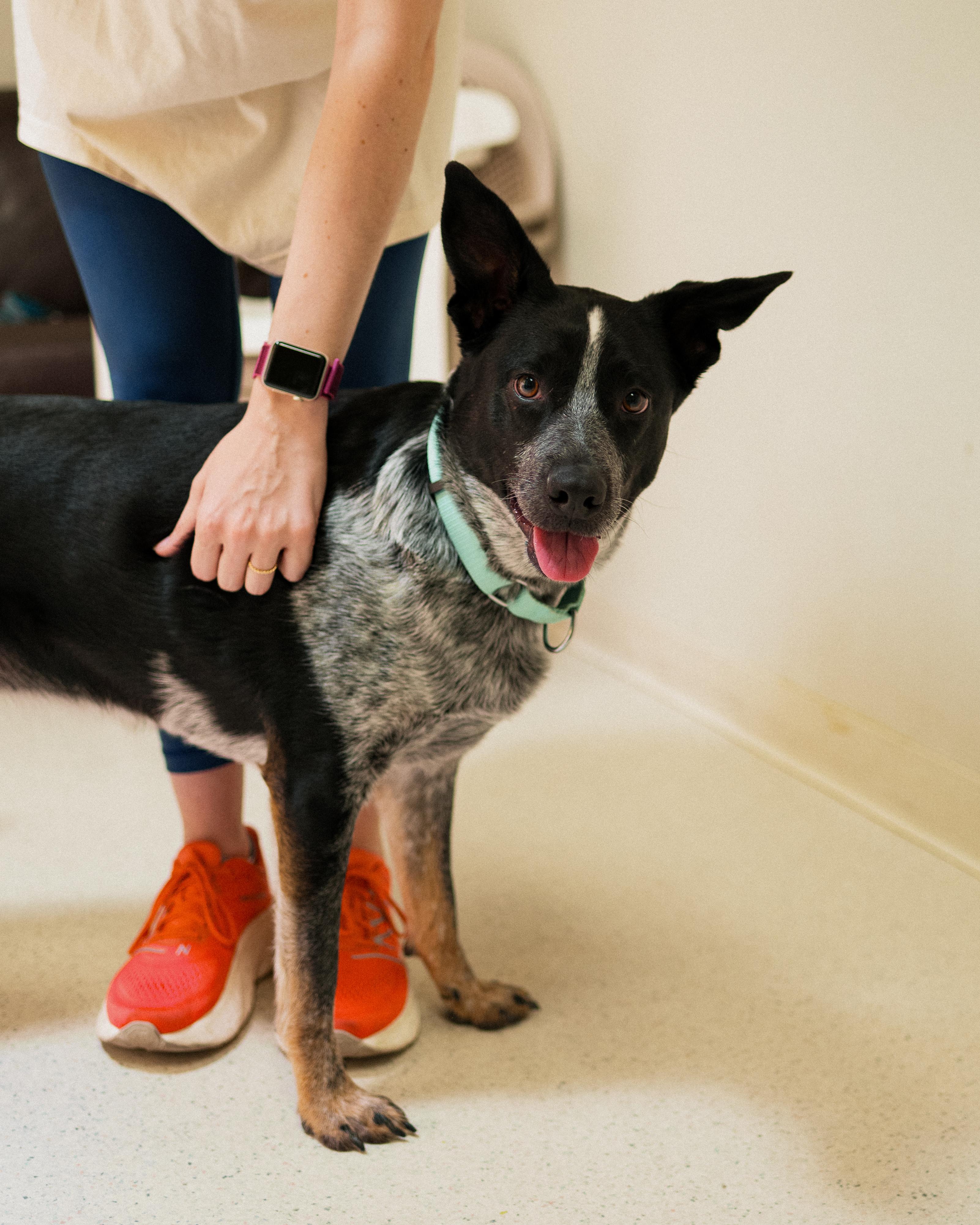 Dog for adoption - Lydia, an Australian Cattle Dog / Blue Heeler ...